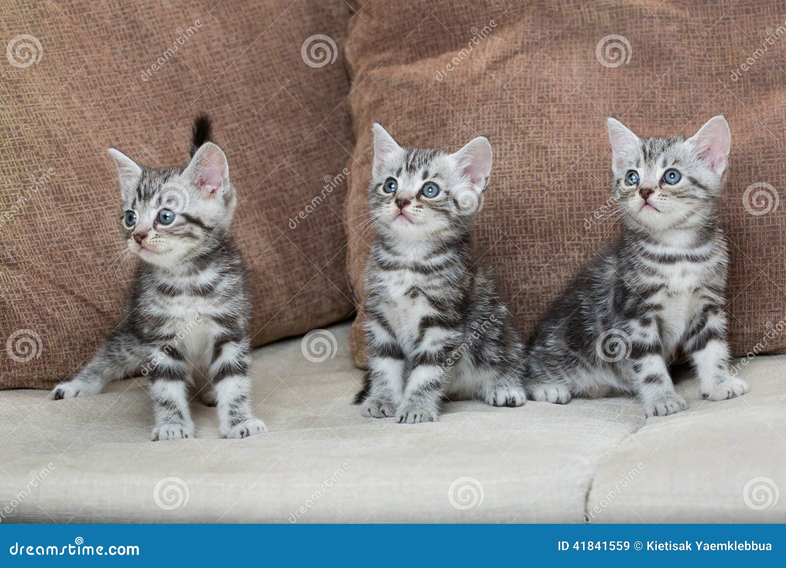 Three kitten brothers stock image. Image of brothers - 41841559