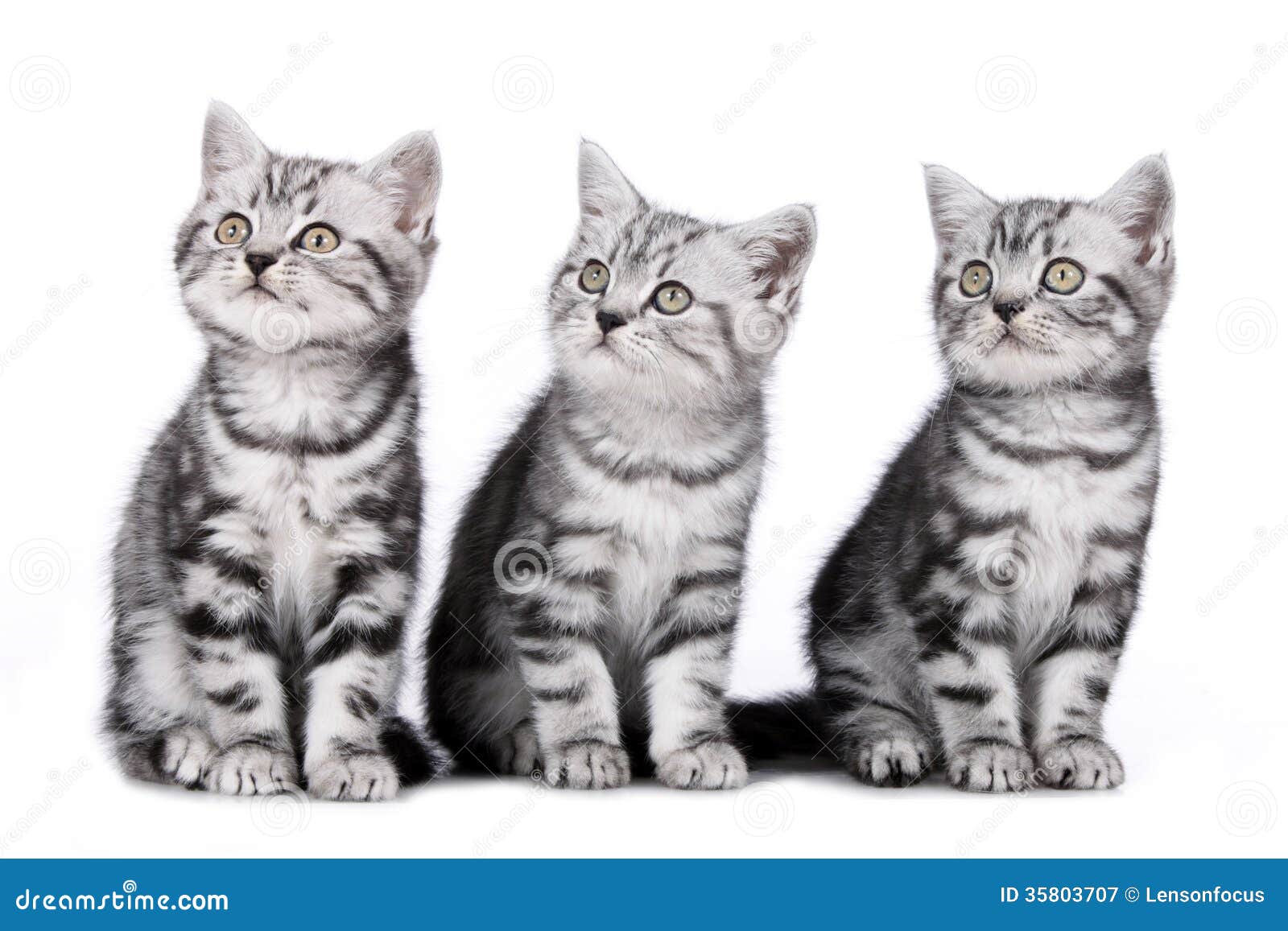 Three kitten isolated stock image. Image of hair, looking - 35803707