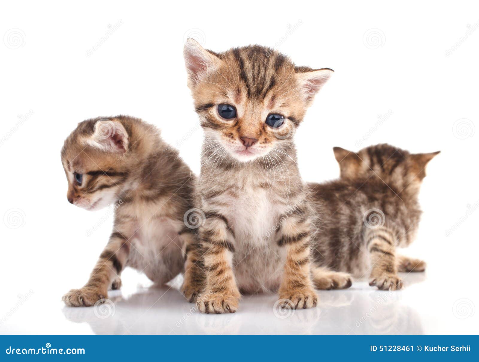 Three kitten isolated stock image. Image of young, feline - 51228461