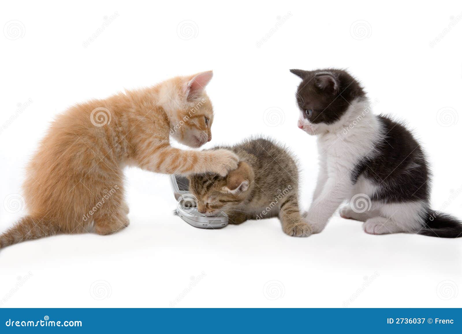 Three kitten playing stock image. Image of furry, domestic - 2736037