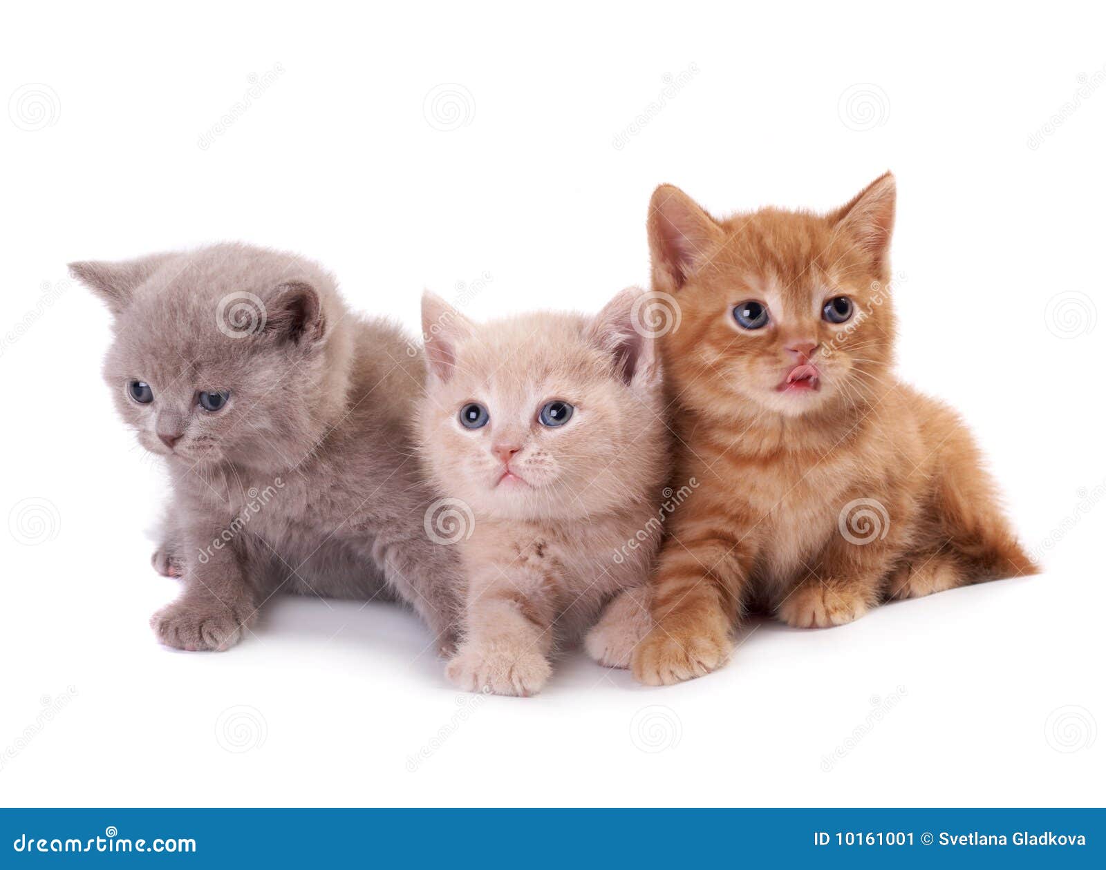 Three kittens stock image. Image of beige, domestic, scottish - 10161001