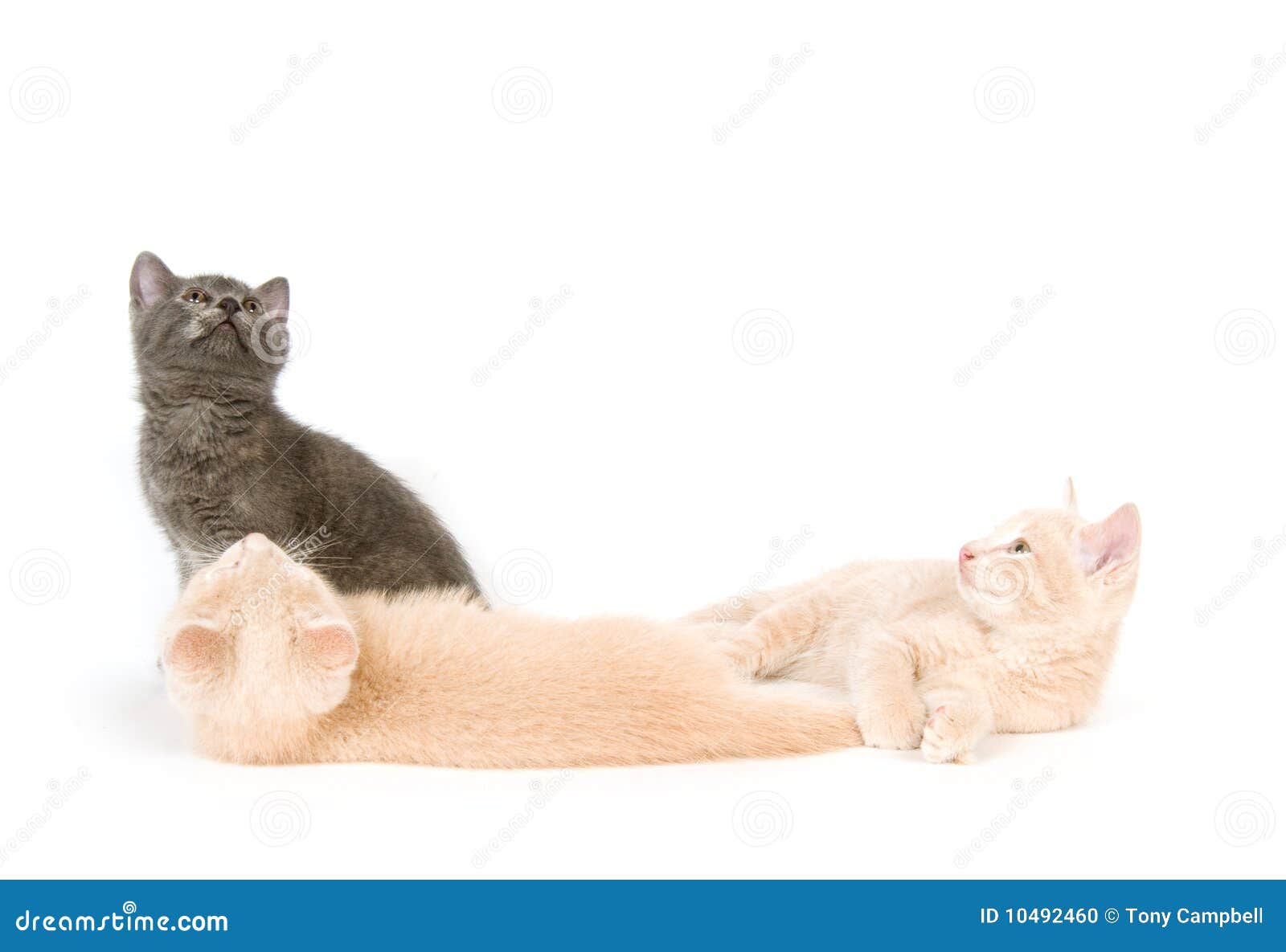 Three kittens stock photo. Image of kitten, kitty, playing - 10492460