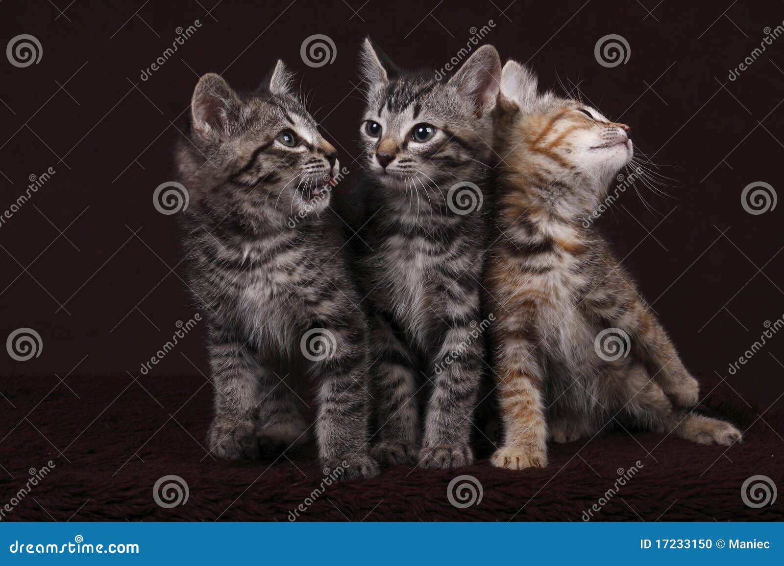 Three Kittens stock photo. Image of cats, portrait, kitten - 17233150