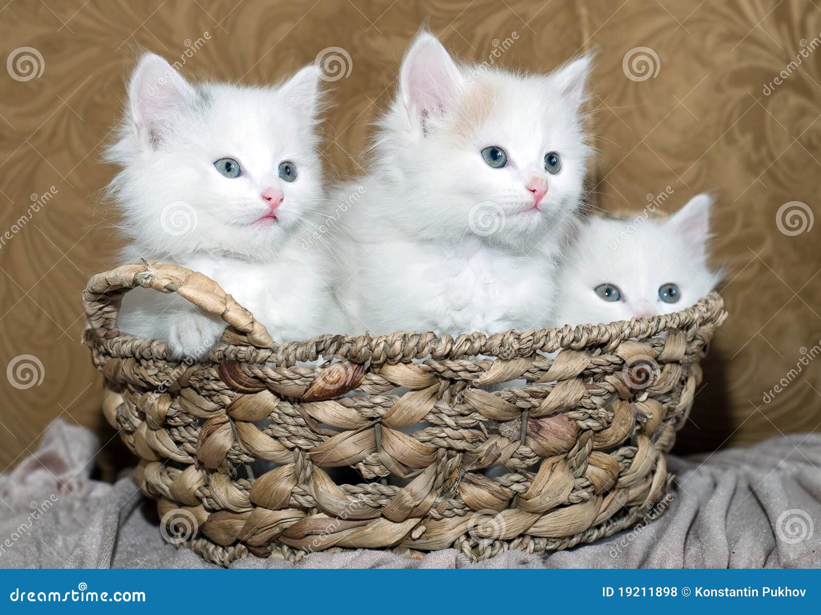 Three kittens stock photo. Image of companion, purebred - 19211898
