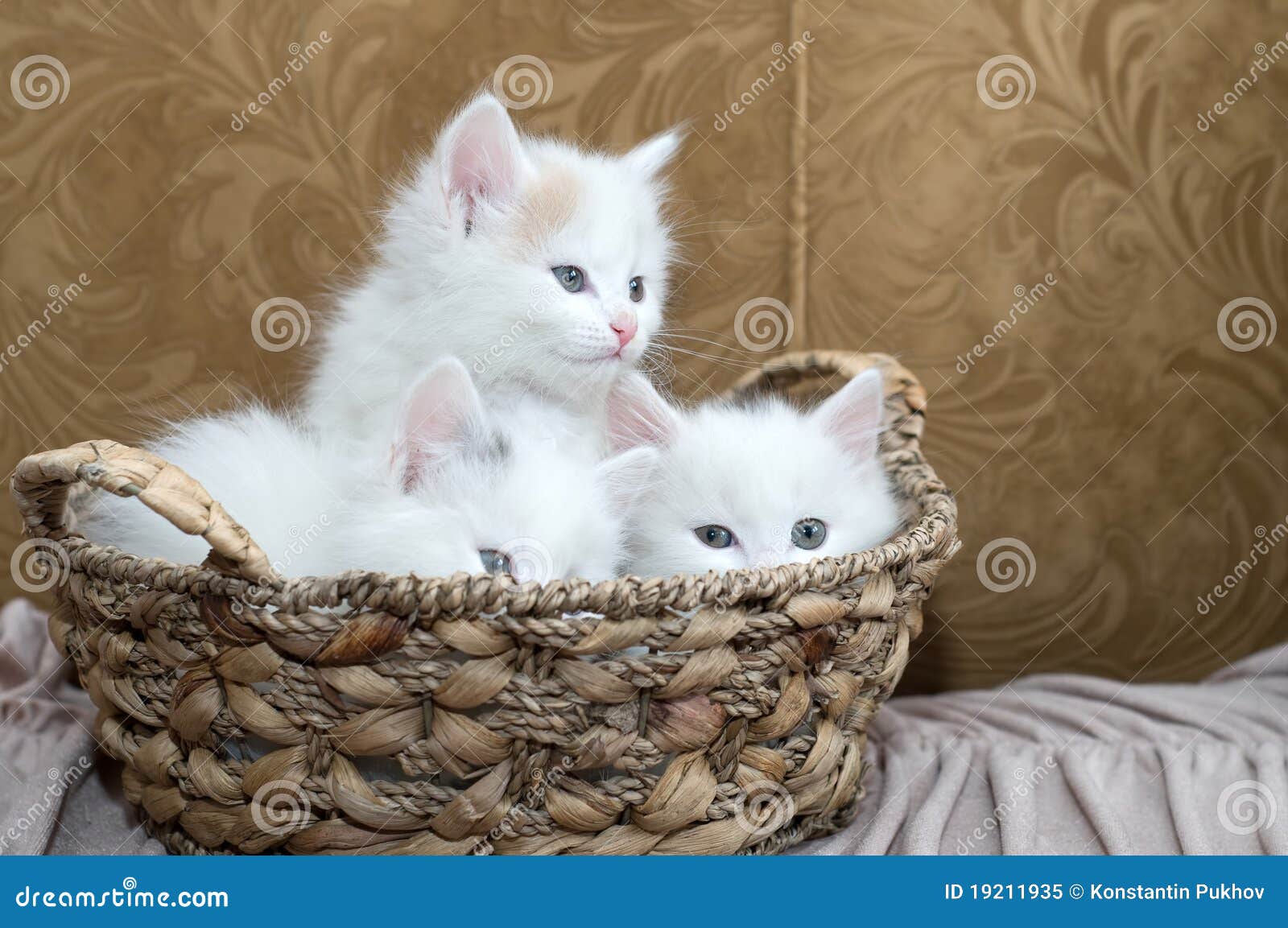 Three kittens stock image. Image of newborn, kittens - 19211935