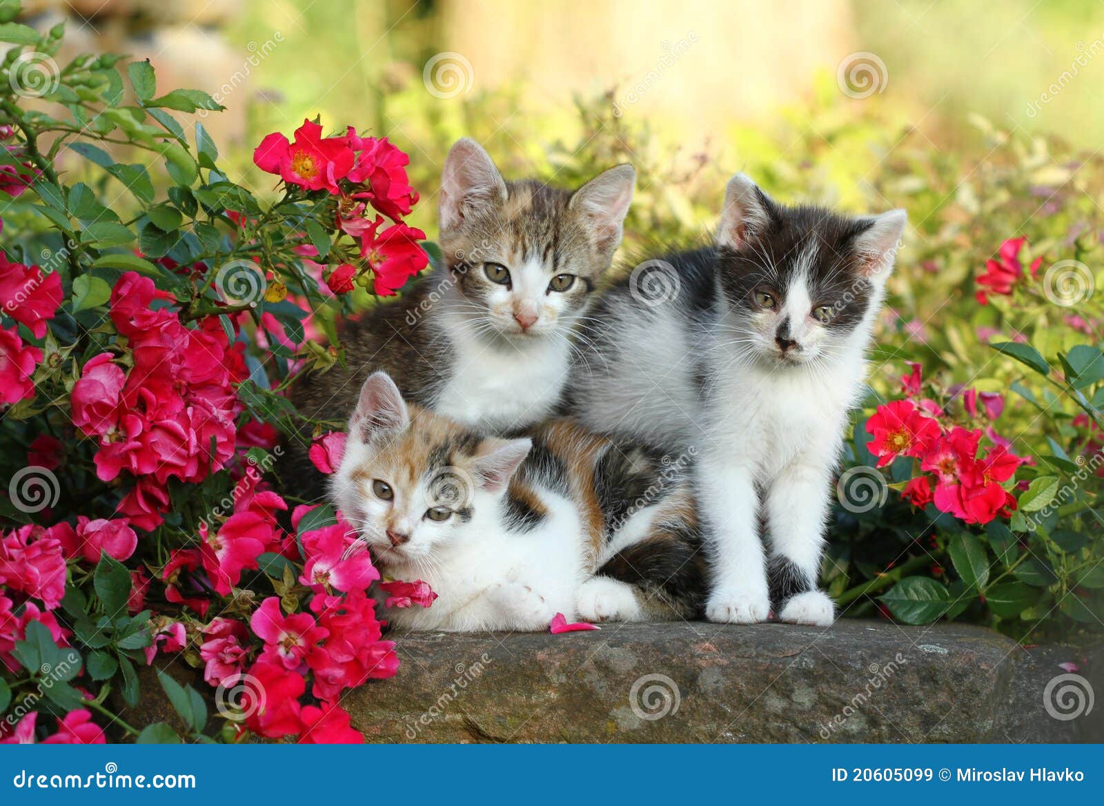 Three kittens stock image. Image of natural, darling - 20605099