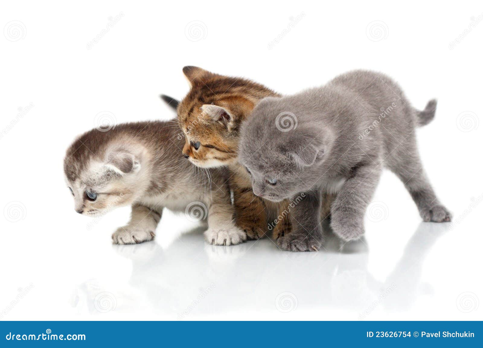 Three Kittens Stock Photo | CartoonDealer.com #67088274