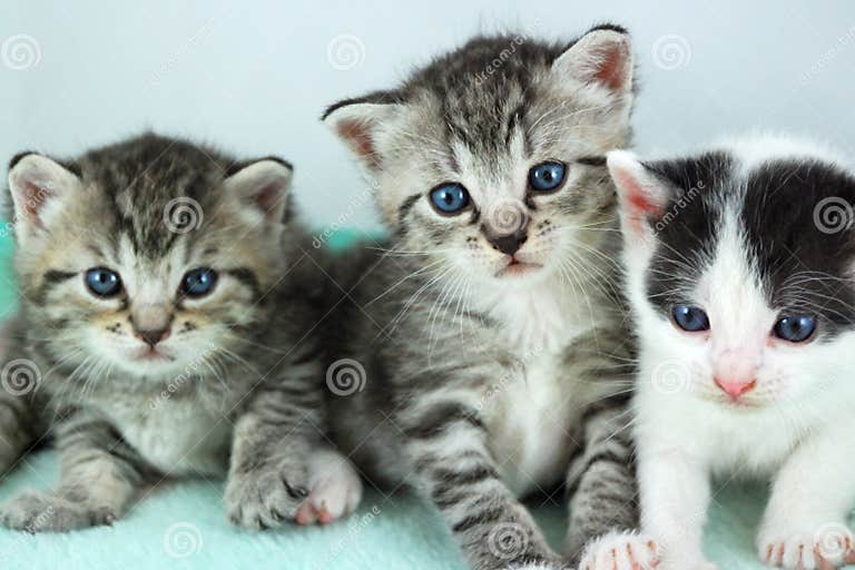 Three kittens stock image. Image of newborn, tiny, cuddly - 2405699