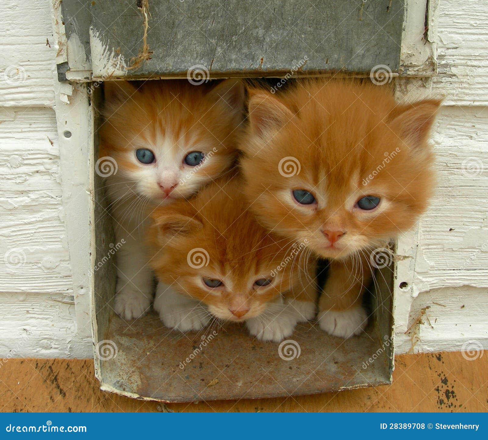 Three kittens stock photo. Image of feline, fuzzy, eyes - 28389708