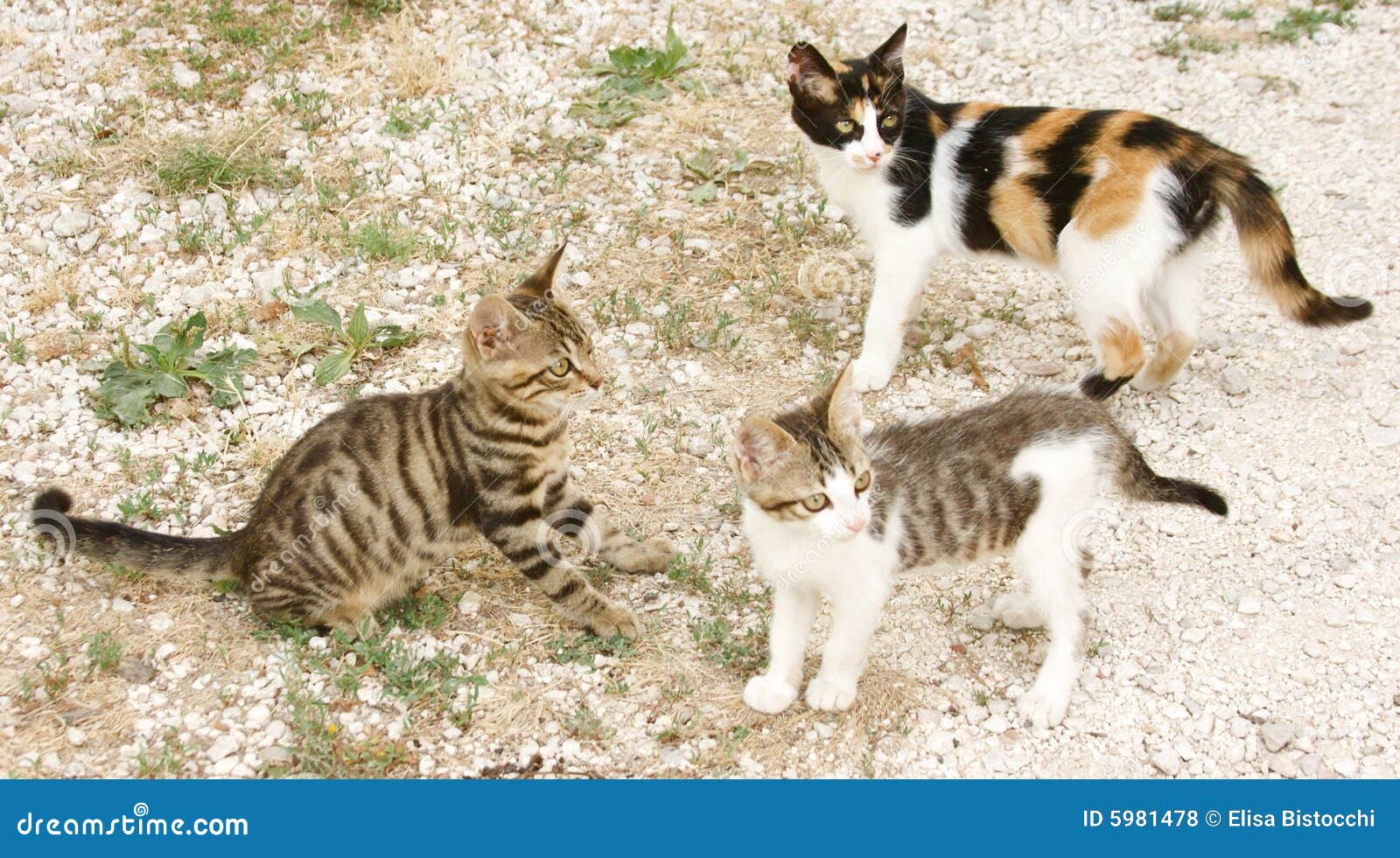 Three kittens stock photo. Image of garden, kitty, tricolor - 5981478