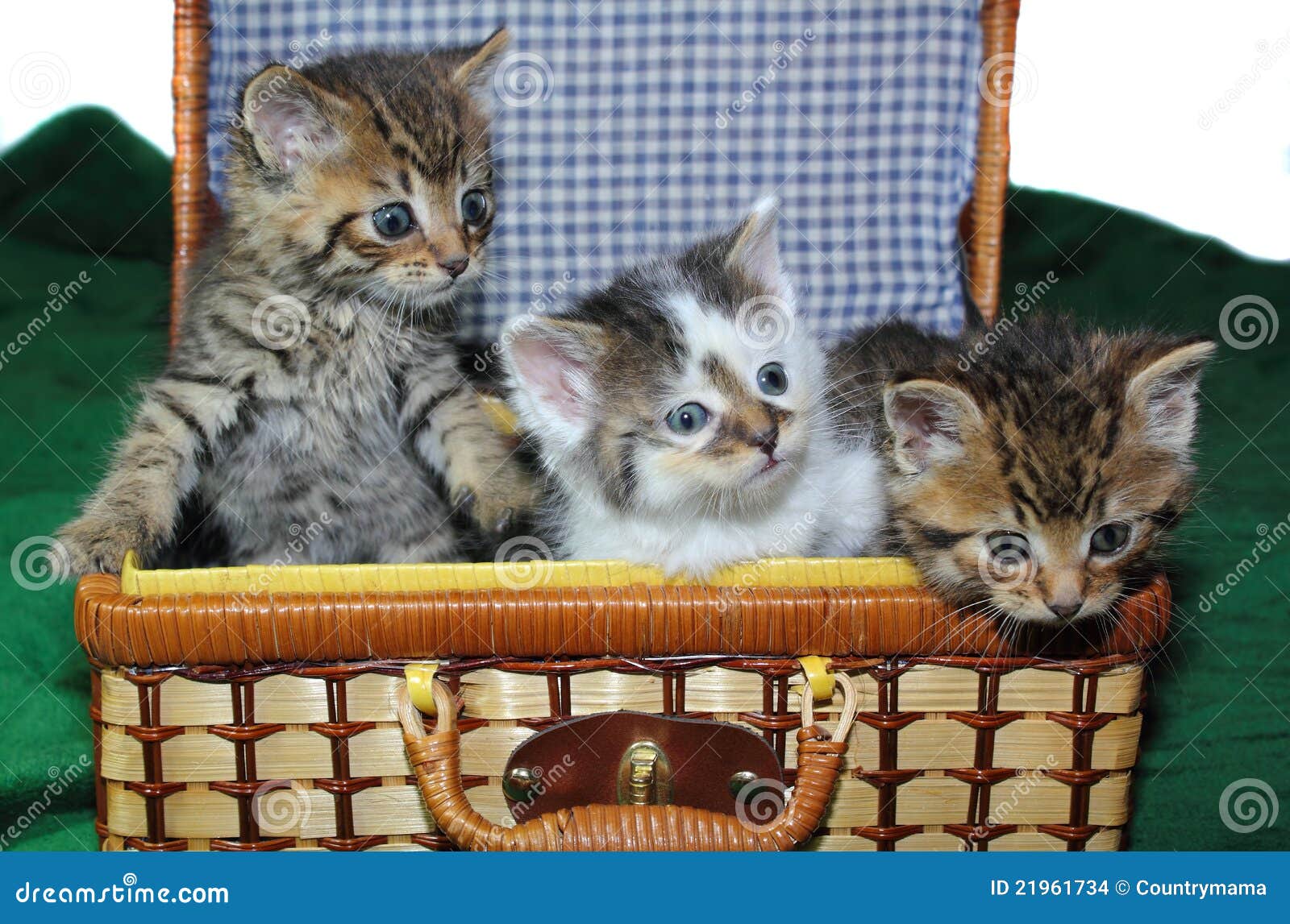 Three Kittens And A Puppy Pose Together With A Budgie On A White ...