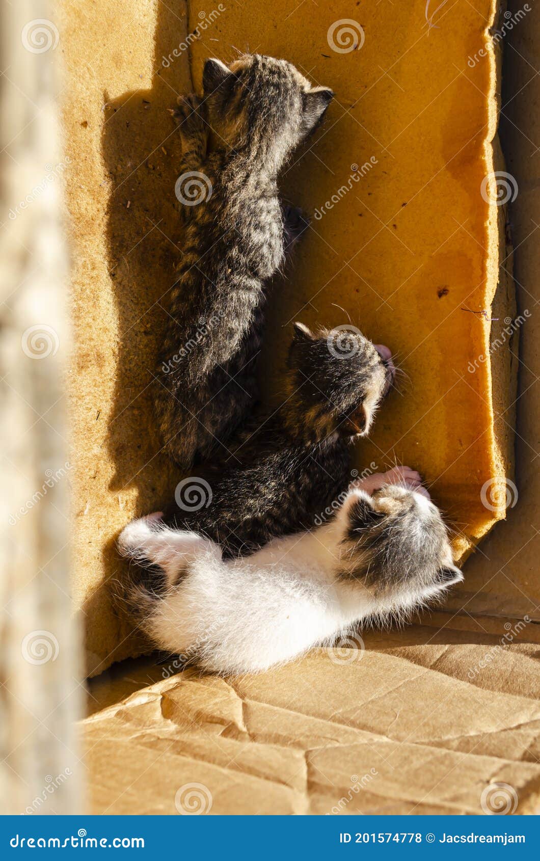 Kittens Climbing on Sponge stock photo. Image of kittens - 201574778