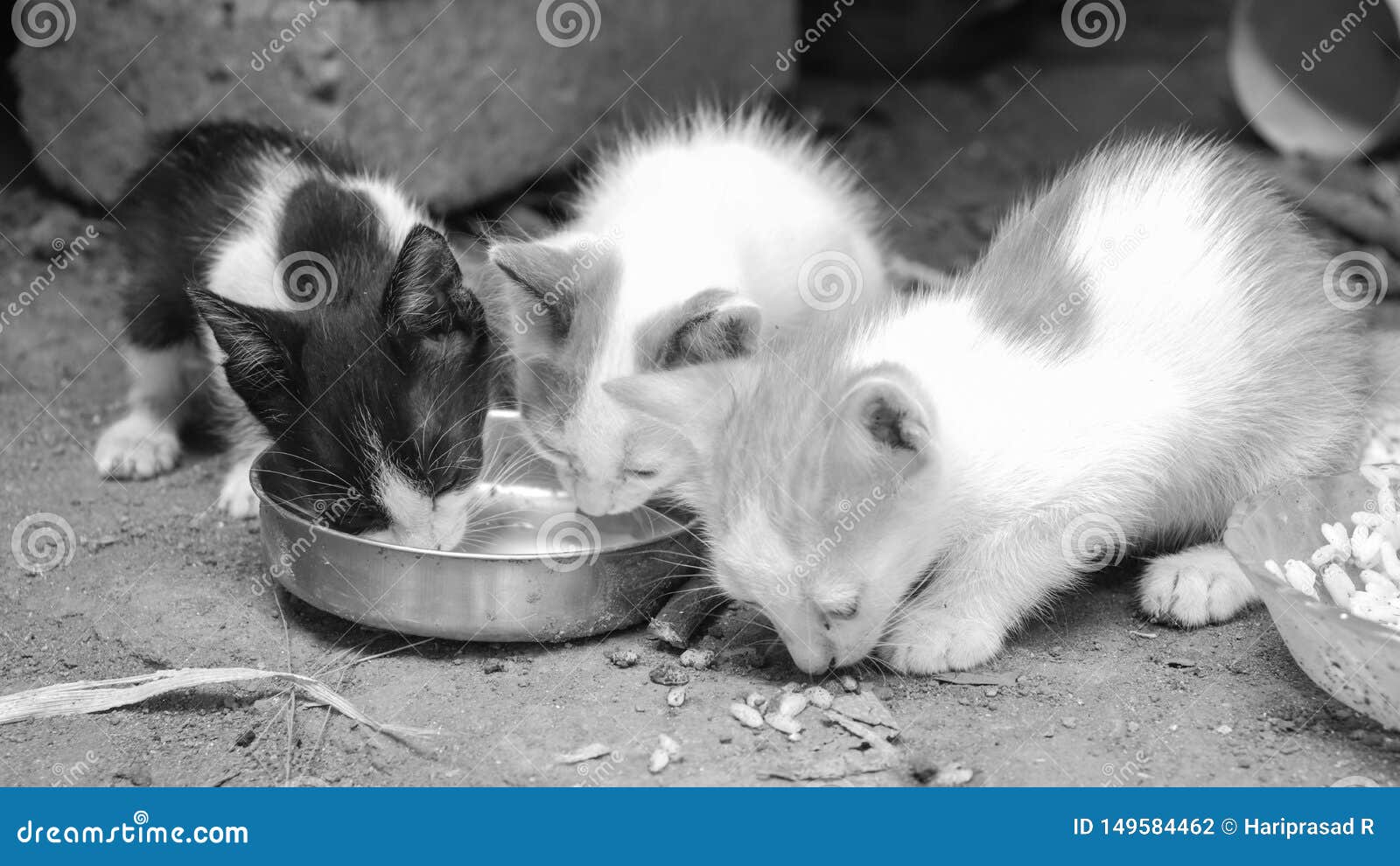 Three kittens stock photo. Image of cute, three, kittens - 149584462