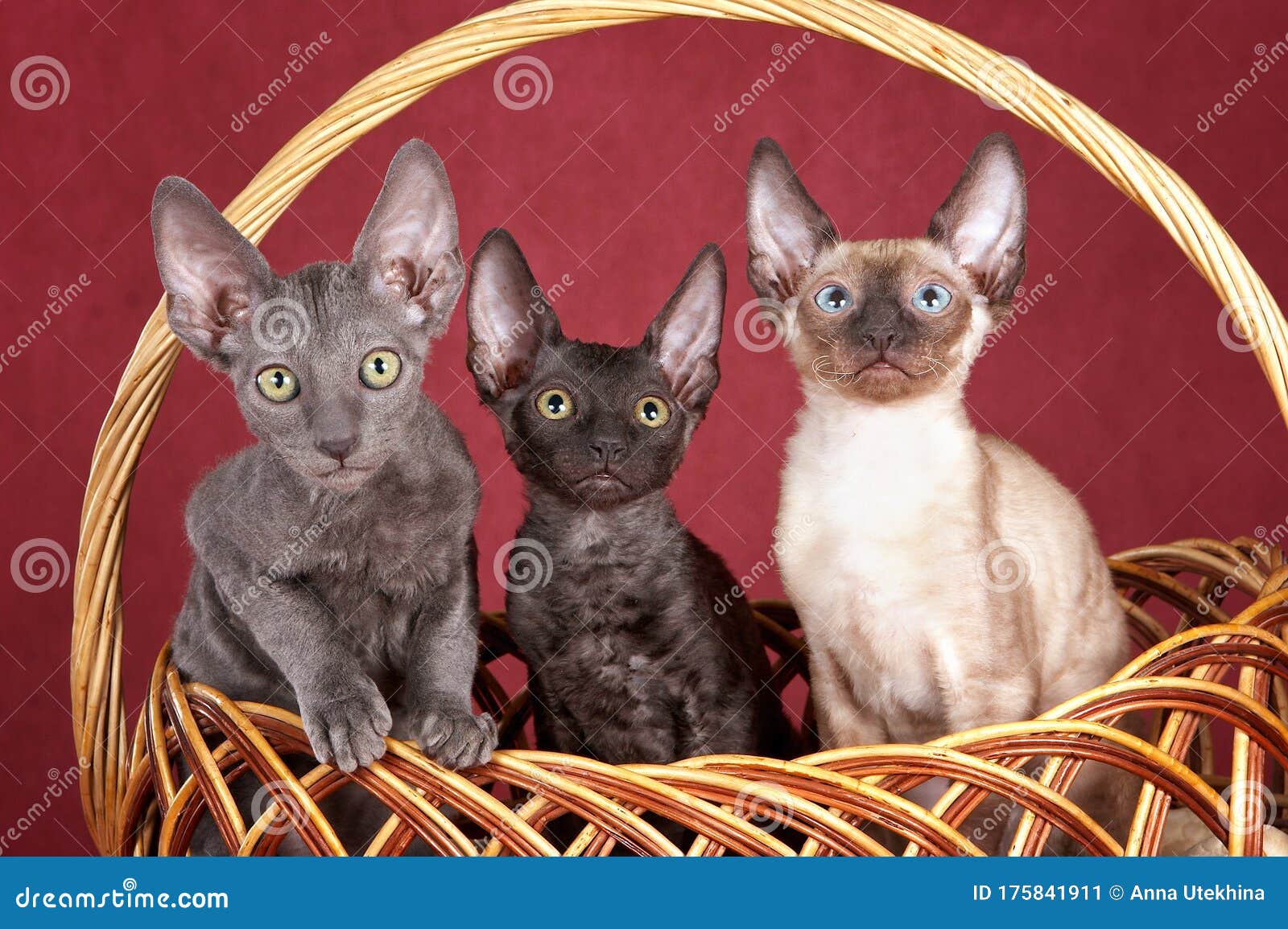 Three Kittens Are Sleeping Together On A White Surface. AI Generative ...