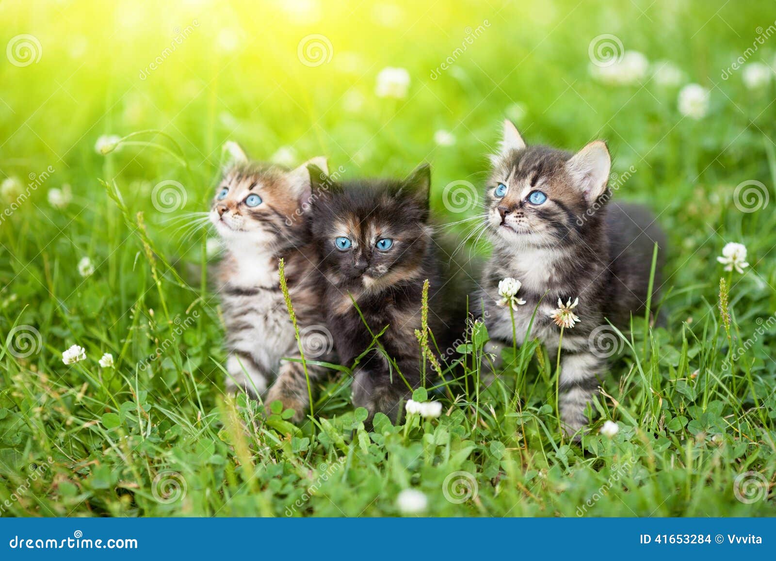 Three kittens stock photo. Image of three, adorable, flower - 41653284
