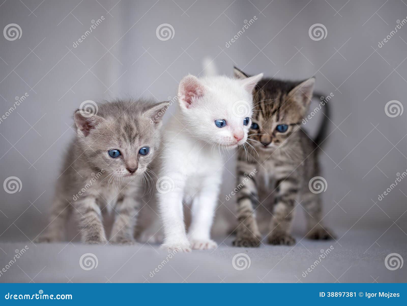 Three kittens stock image. Image of feline, little, british - 38897381