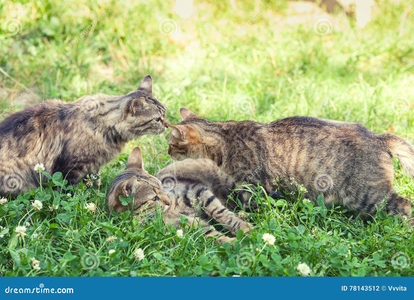 Three kittens on the grass stock photo. Image of garden - 78143512
