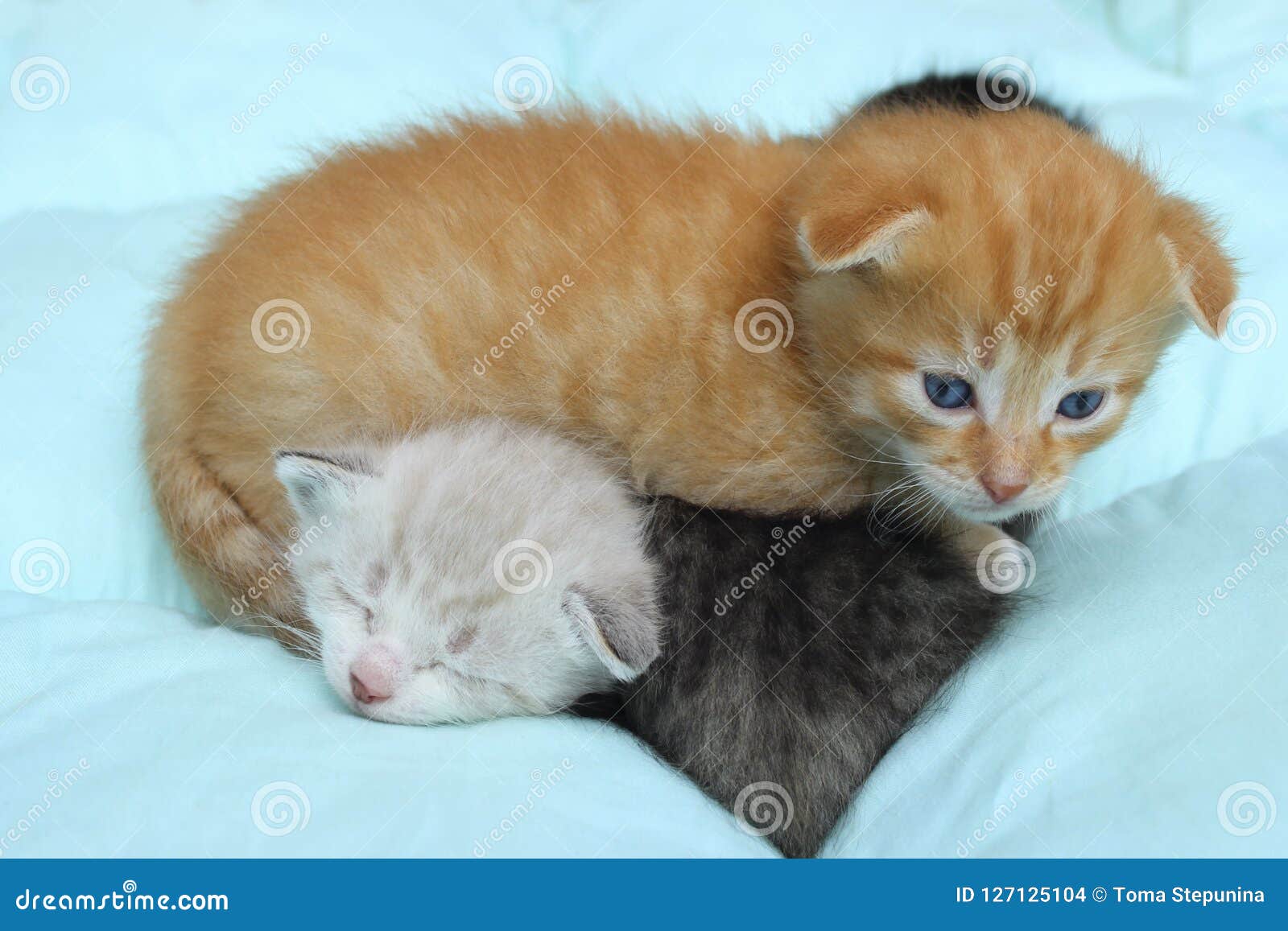 Three Kittens Over Blue Background. Stock Photo - Image of playful ...