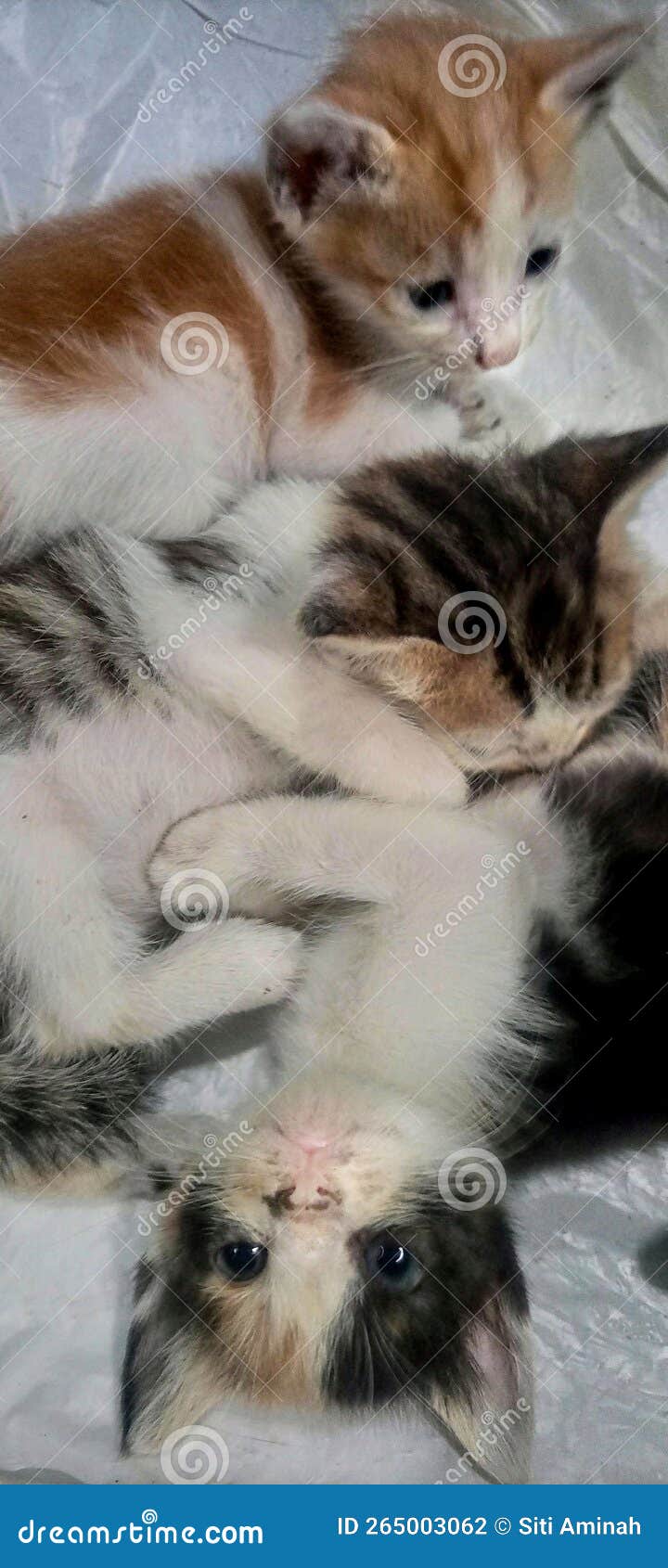 Three kittens playing stock photo. Image of sleeping - 265003062