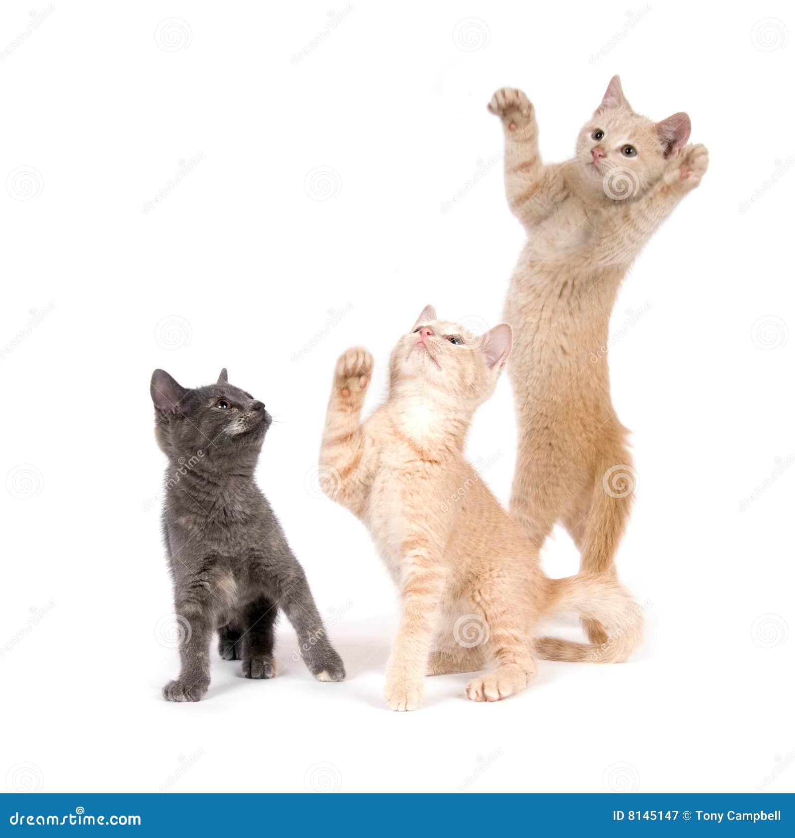 Three Kittens Playing