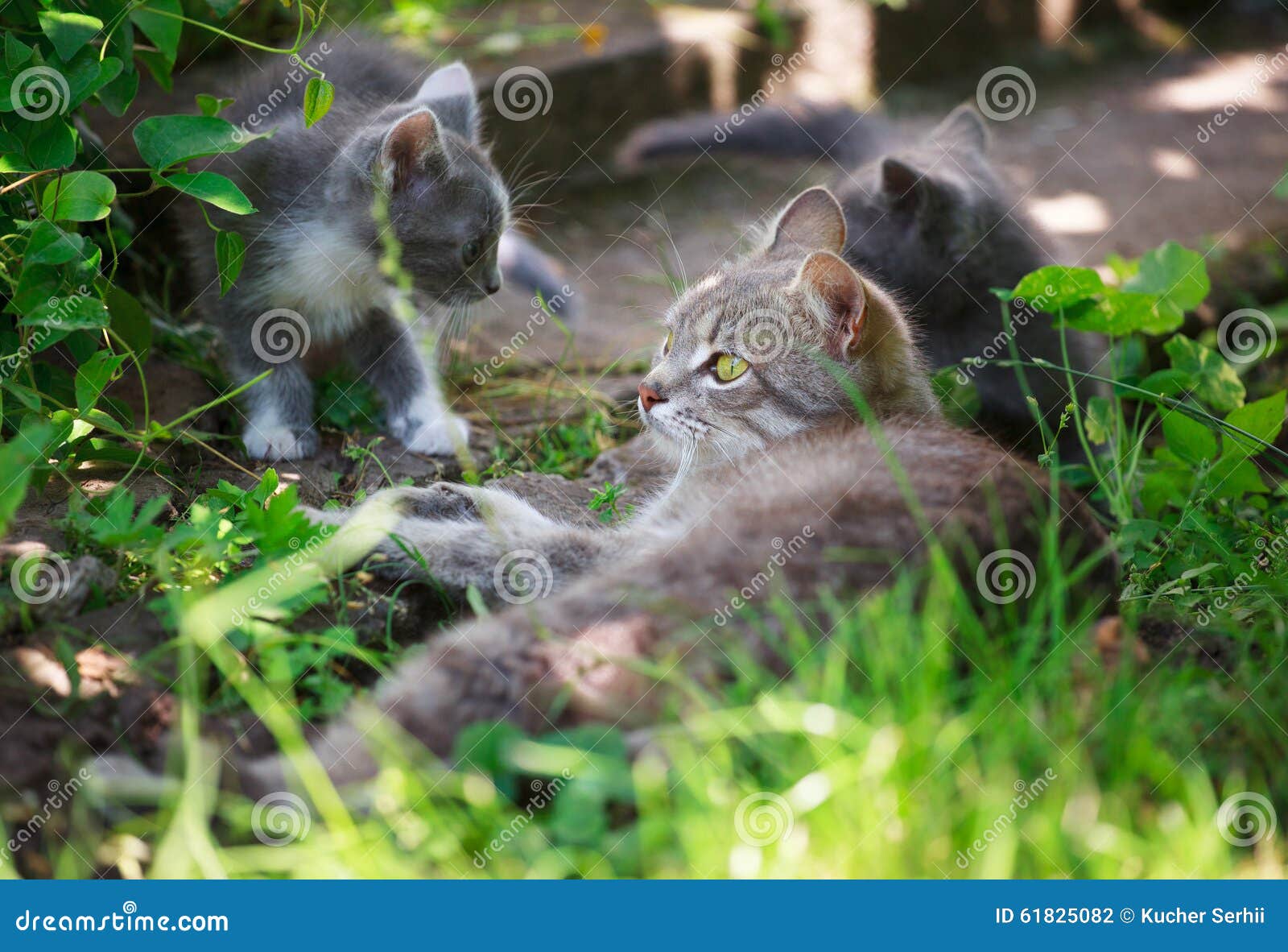 Three Kittens Playing in the Grass Stock Photo - Image of playful ...