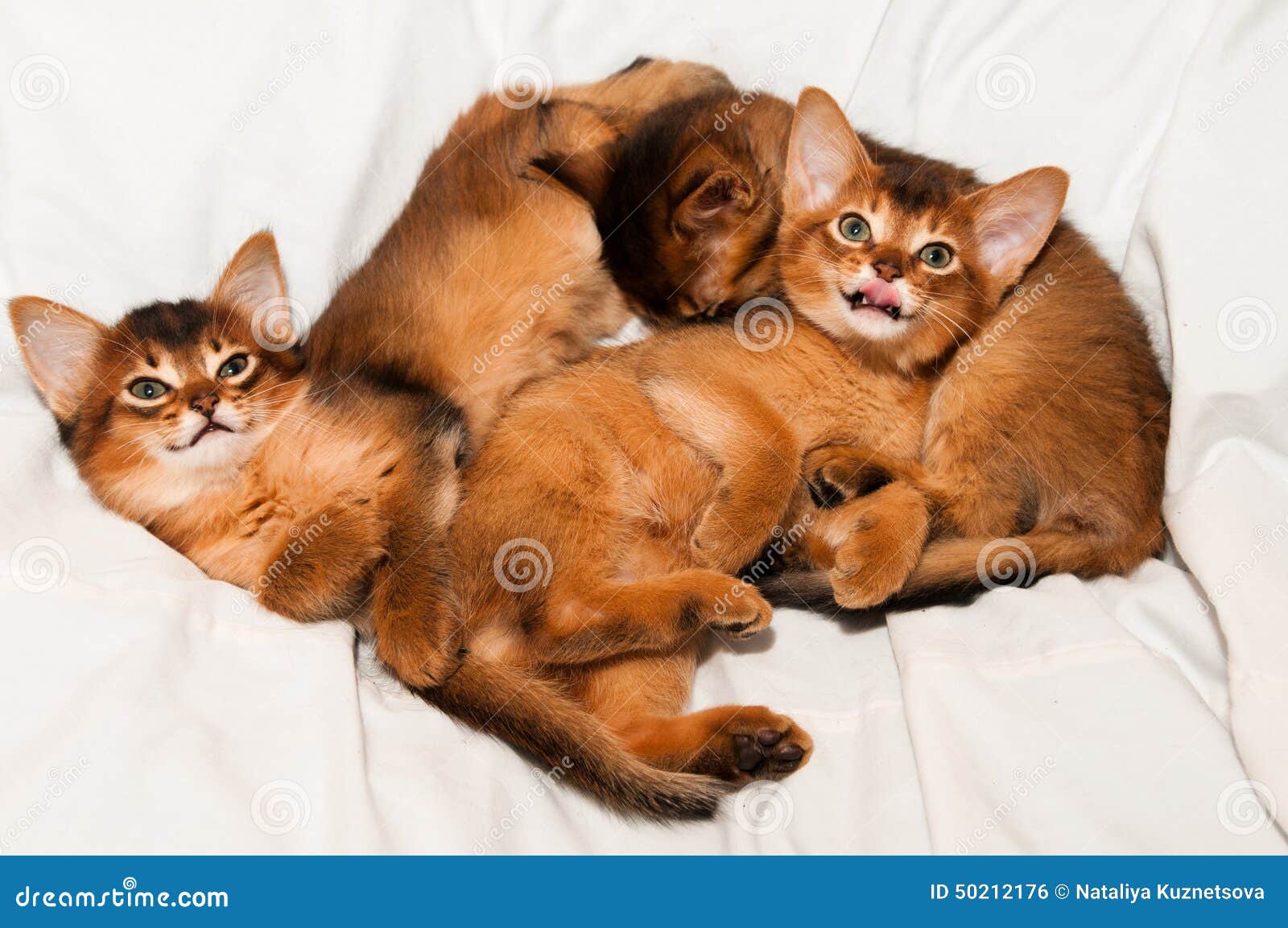 Three kittens portrait stock photo. Image of scramble - 50212176