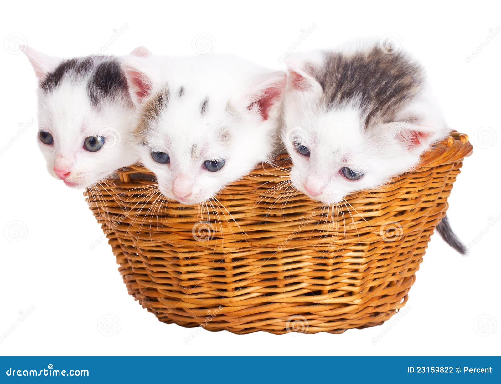 Three Kittens Sitting In Basket Stock Photography | CartoonDealer.com ...