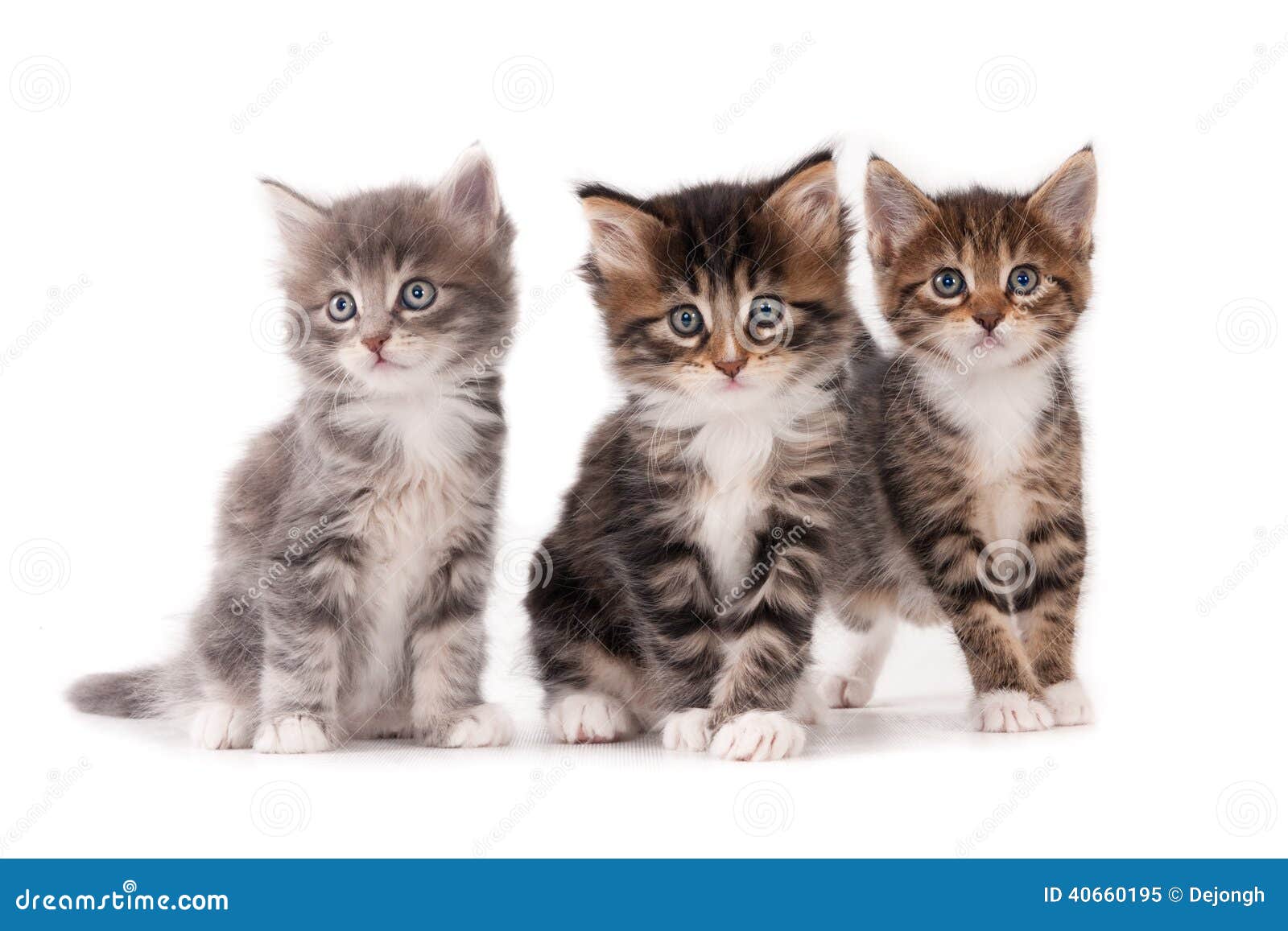 Three kittens stock image. Image of funny, cute, little - 40660195