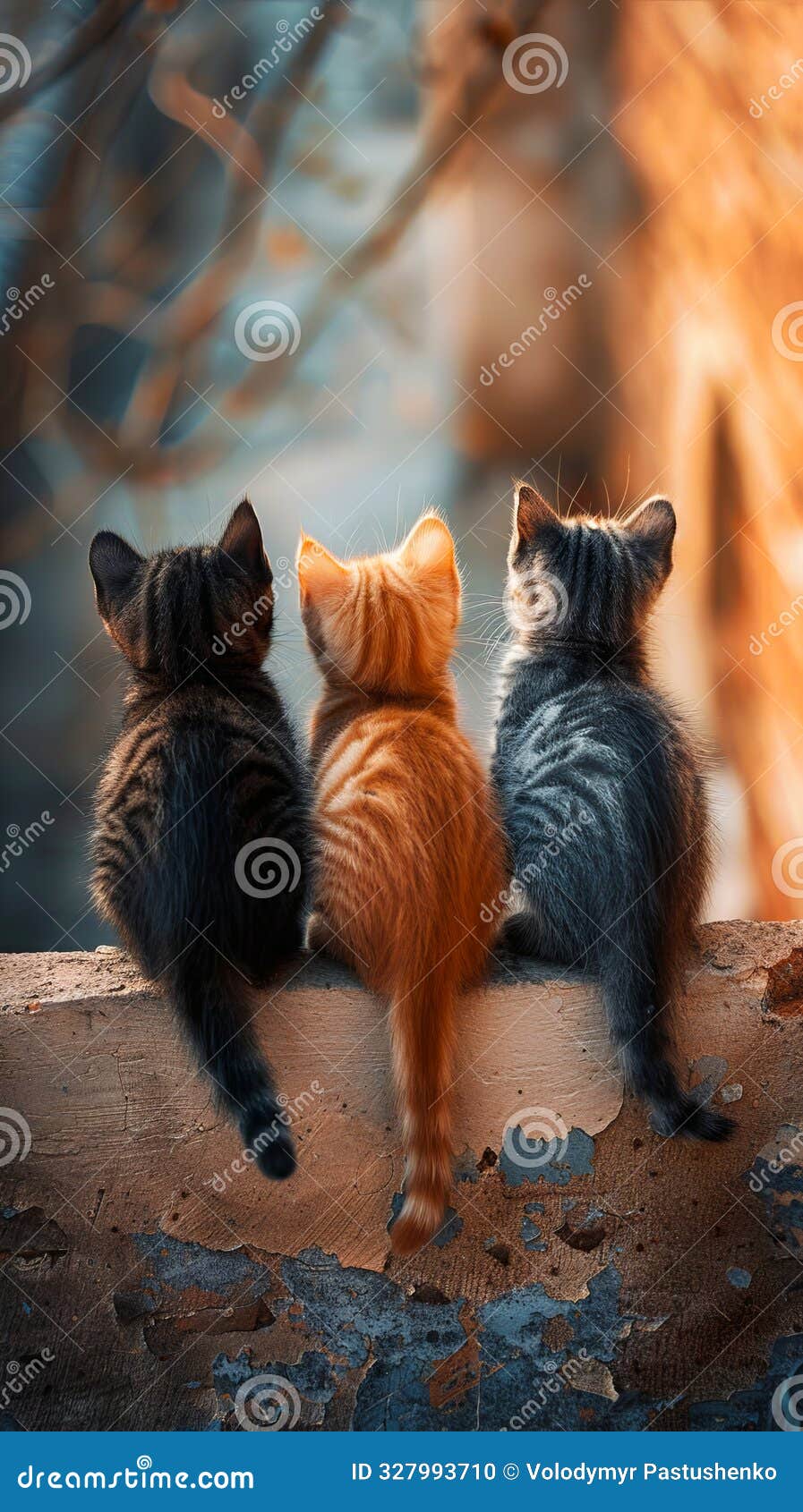 Three Kittens Sitting on a Ledge Looking at the Sky Stock Photo - Image ...