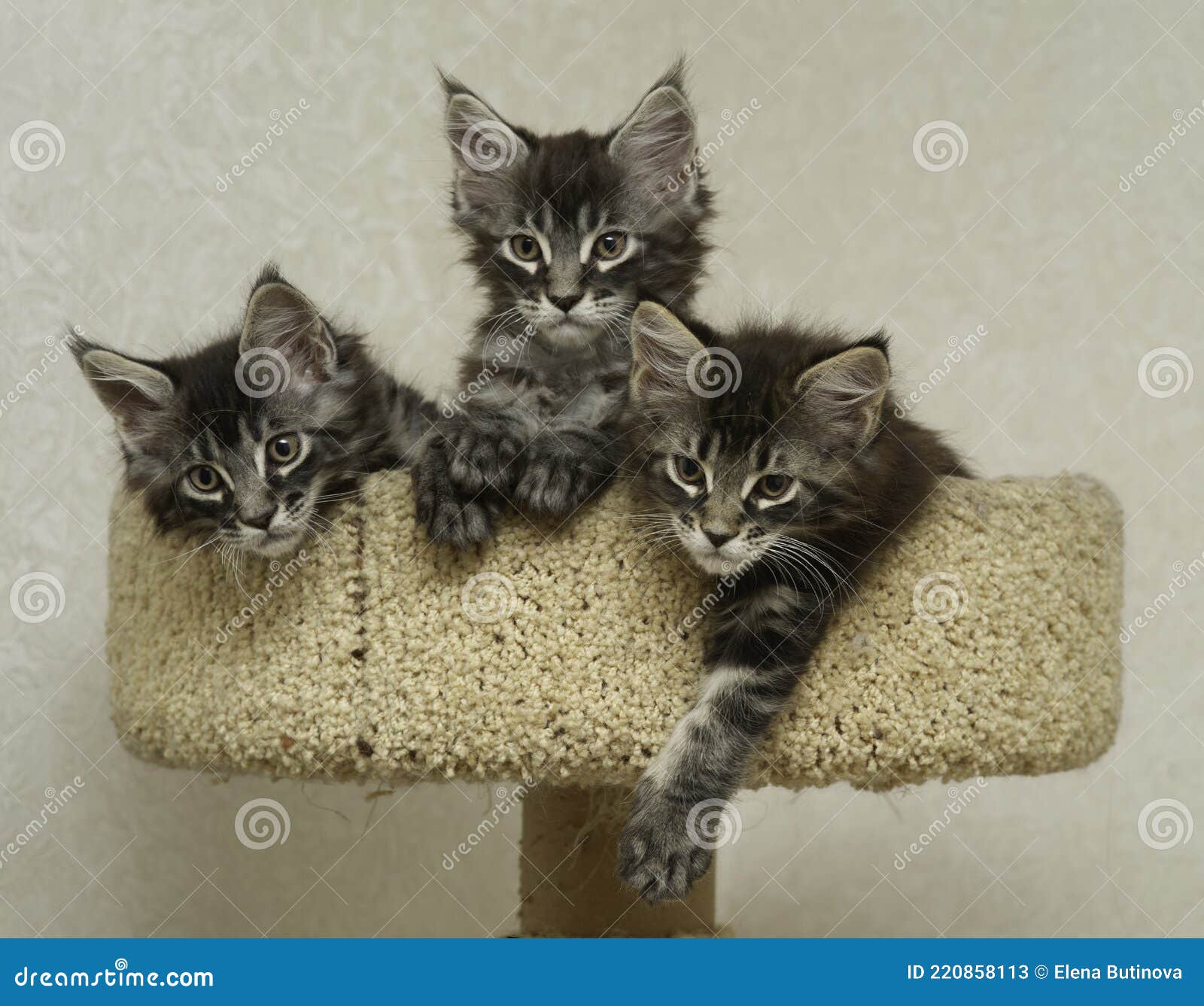 Three Kittens are Sitting in a Play Cat Complex Stock Image - Image of ...