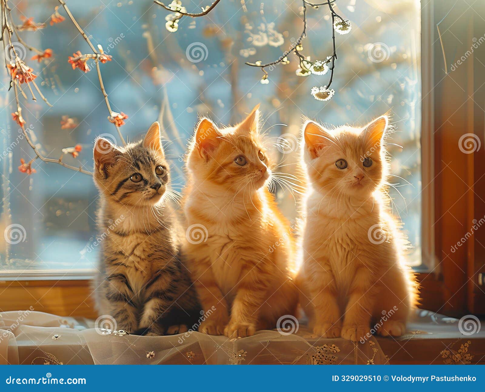 Three Kittens Sitting on a Window Sill Looking Out the Window Stock ...