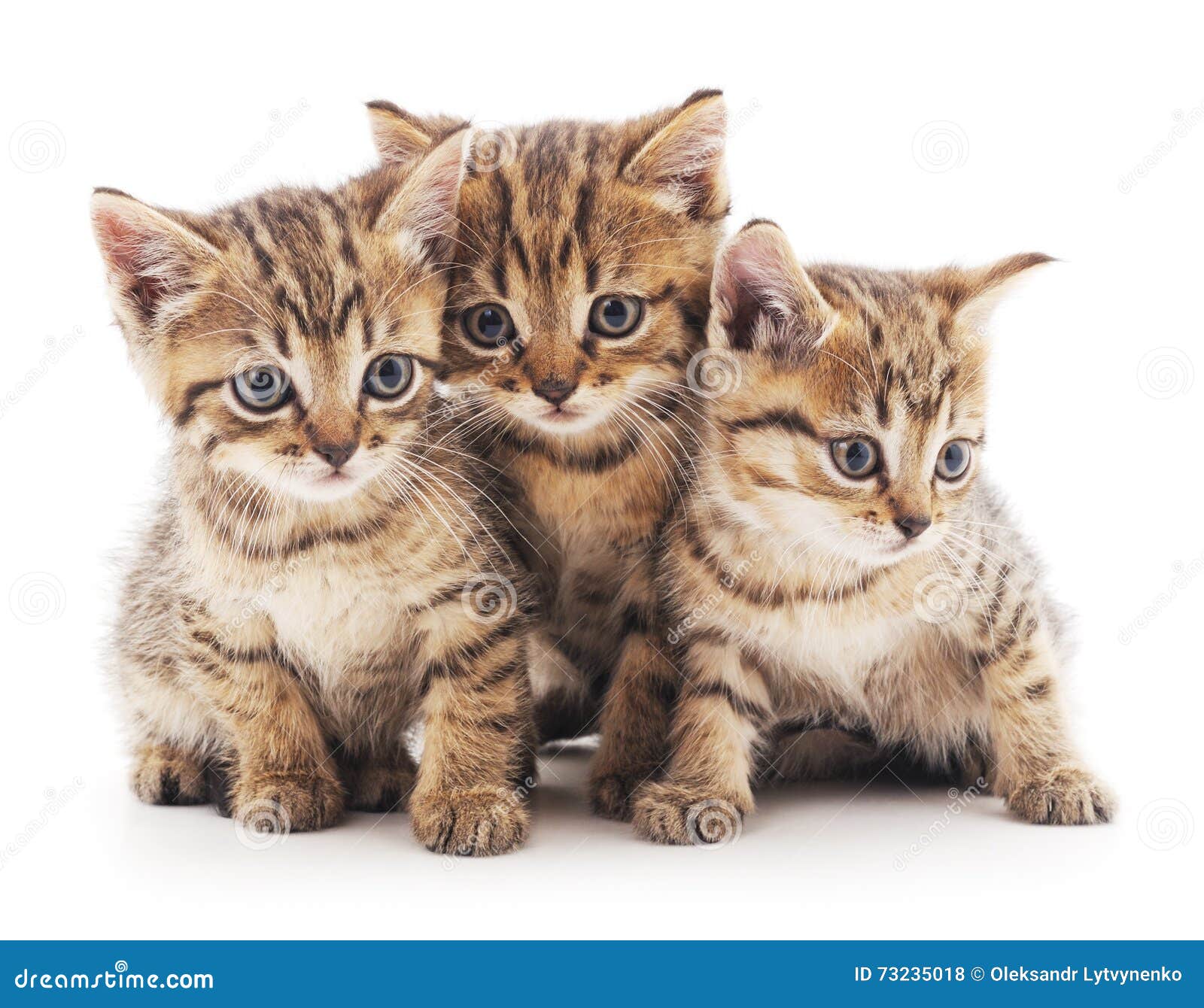 Three kittens. stock photo. Image of domestic, small - 73235018