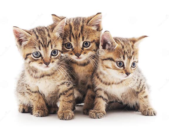 Three kittens. stock photo. Image of domestic, small - 73235018