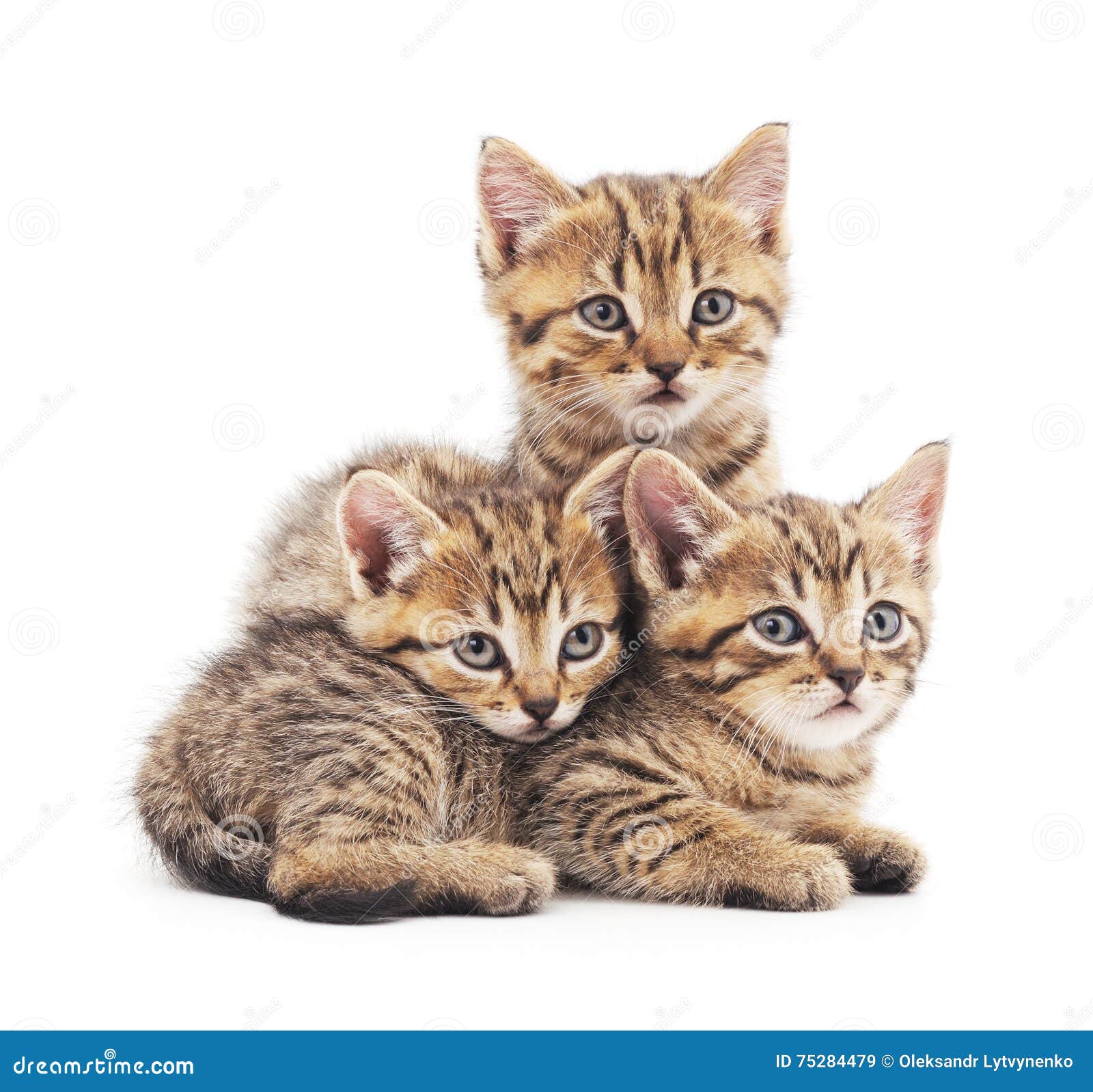 Three kittens. stock image. Image of hare, camera, beauty - 75284479