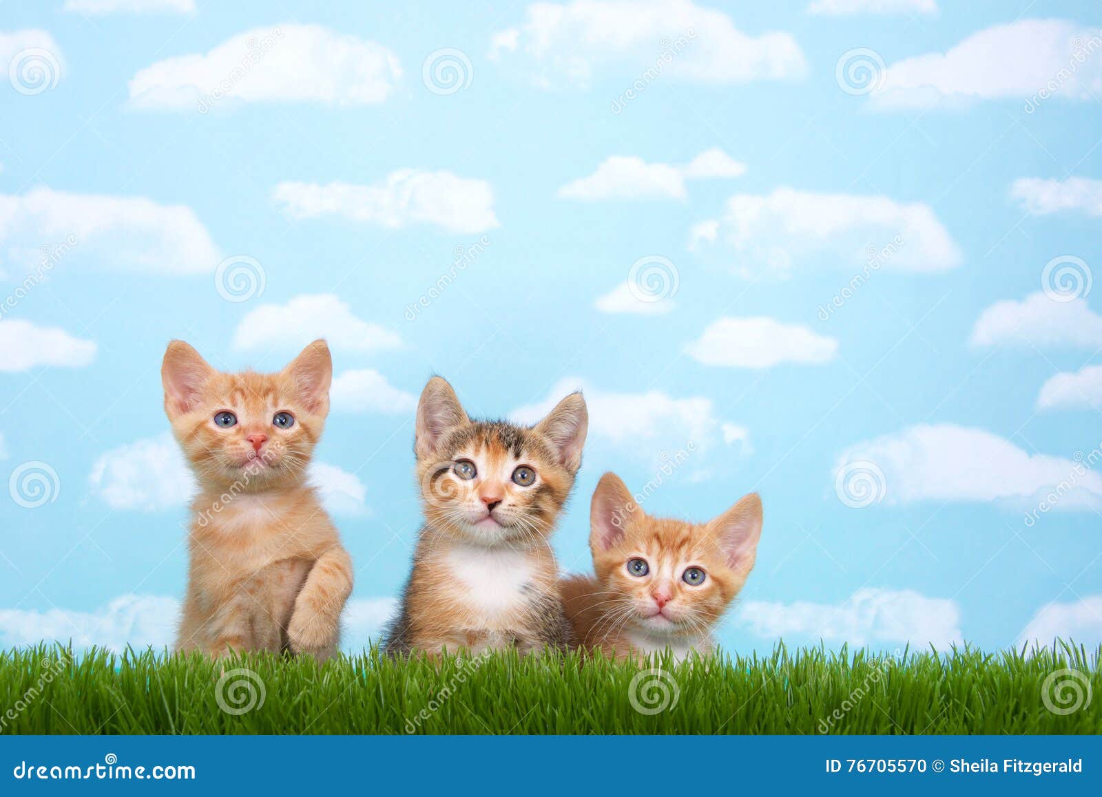 Three Kittens in Tall Grass with Blue Sky Background White Fluff Stock ...