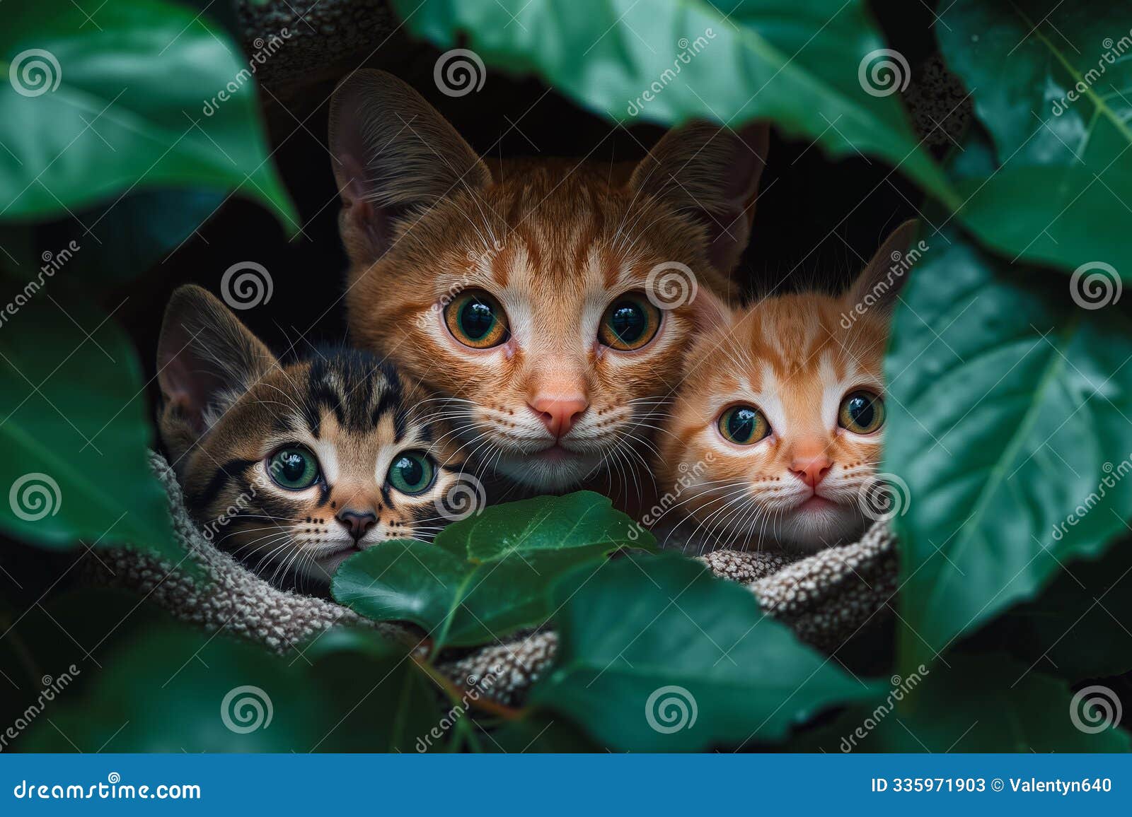 Three kittens in a tree stock image. Image of eyes, camera - 335971903
