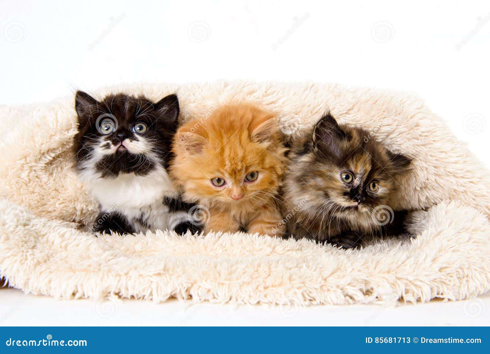 Three Kittens Stock Photo | CartoonDealer.com #67088274