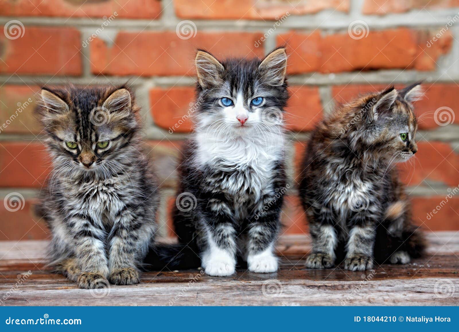 Three Kittens Sitting In Basket Stock Photography | CartoonDealer.com ...