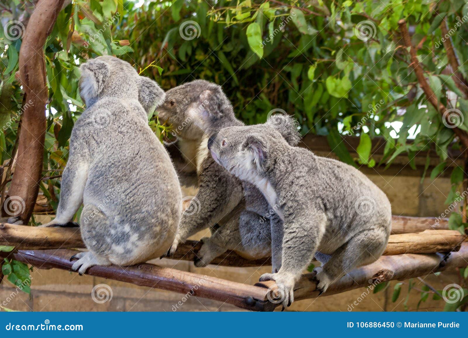 Three Koalas Looking at Something Interesting Stock Photo - Image of ...