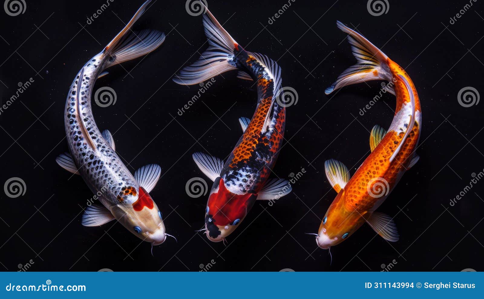Three Koi Fish Swimming in a Dark Water Surface, AI Stock Illustration ...