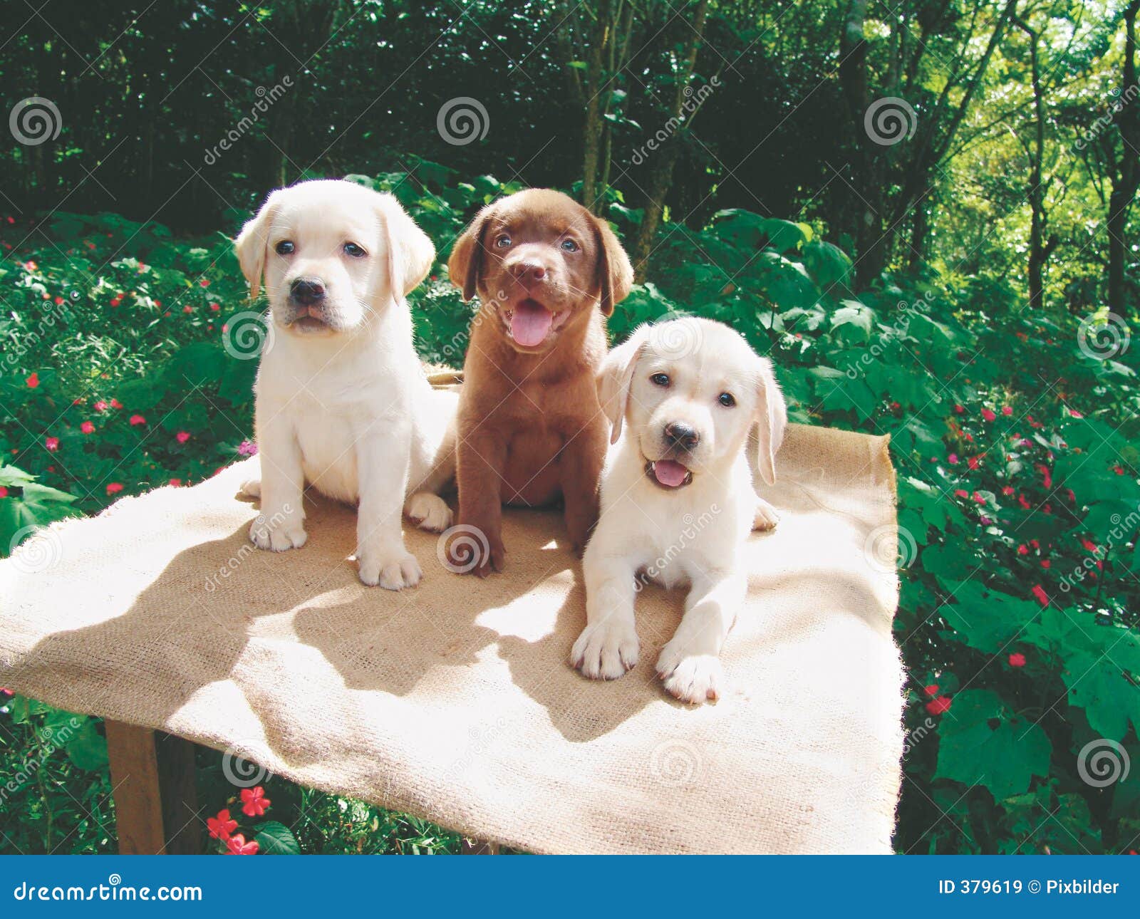 Three labrador puppies stock image. Image of pedigree, retriever - 379619