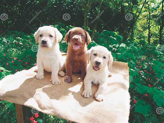 Three labrador puppies stock image. Image of pedigree, retriever - 379619