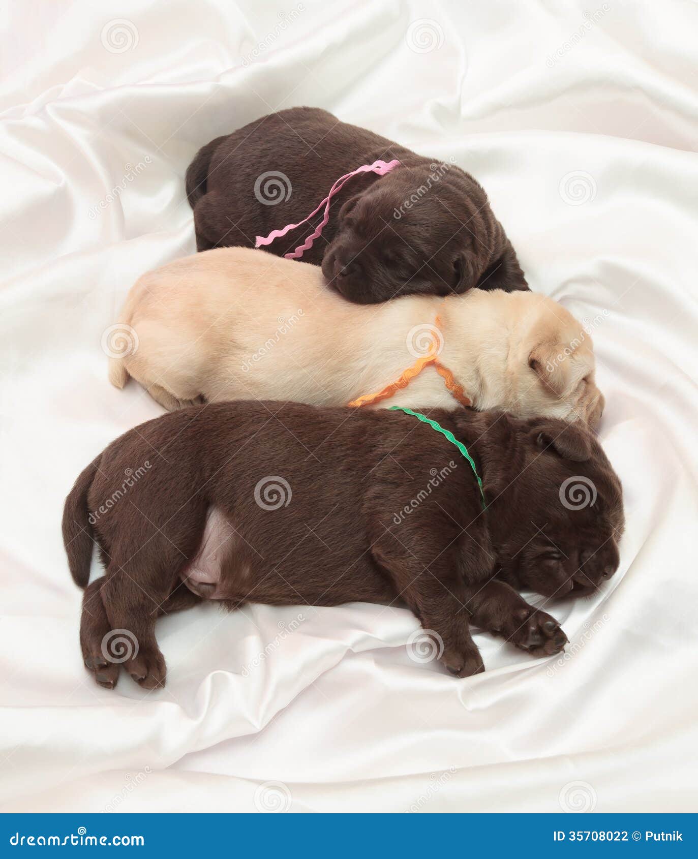 Three Labrador Retriever Puppies Stock Photo - Image of labrador ...