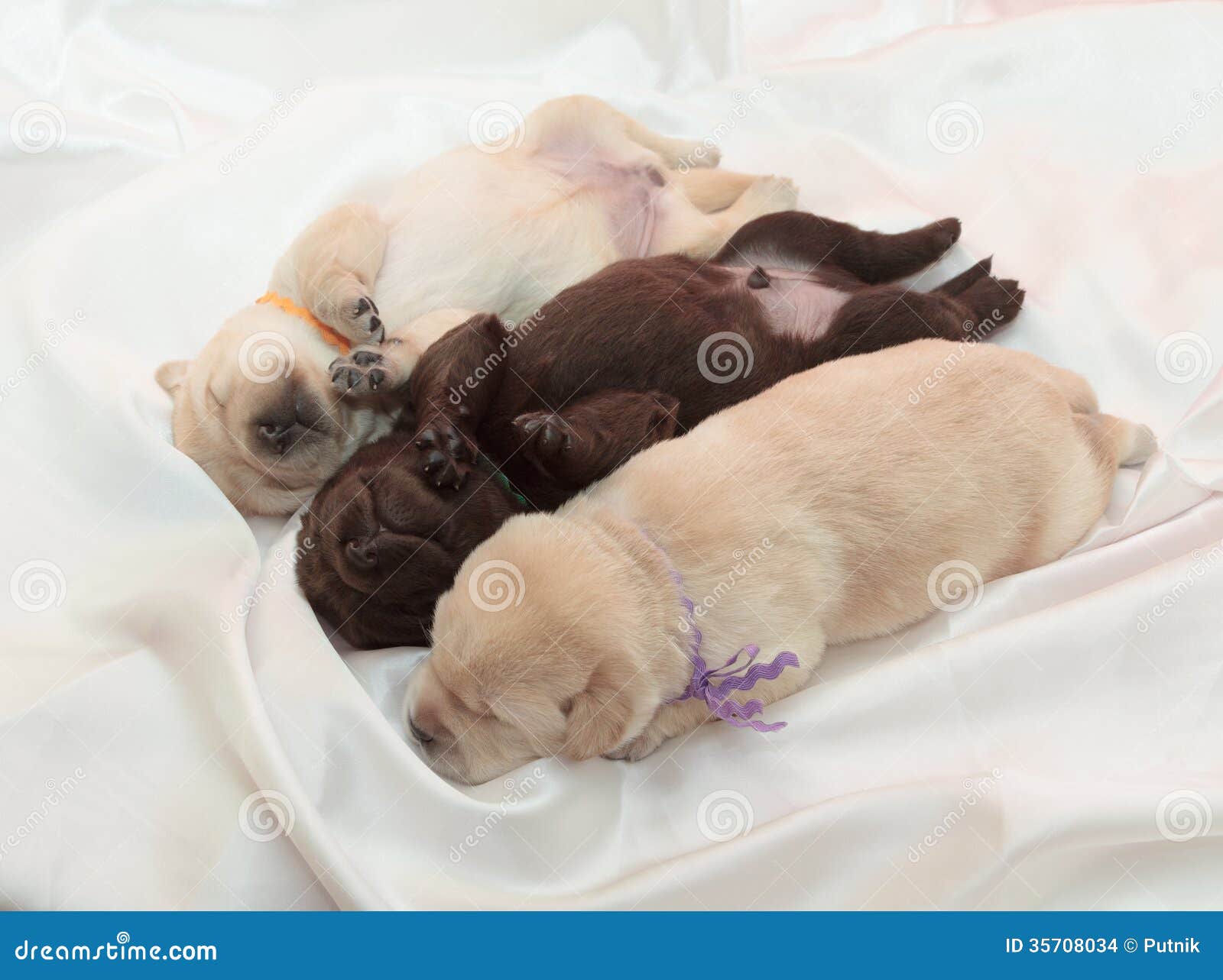 Three Labrador Retriever Puppies Stock Photo - Image of cream, love ...