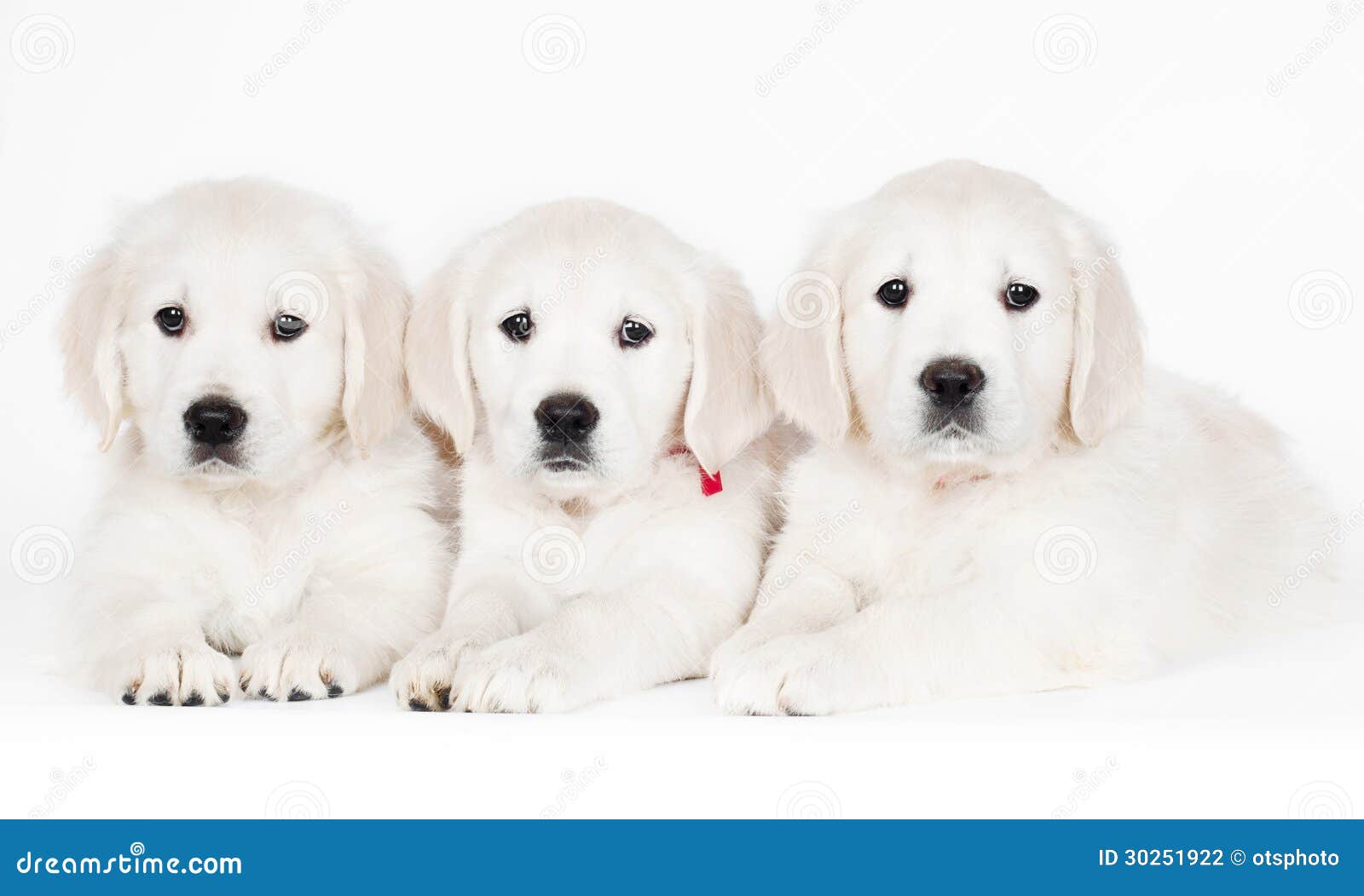 Three Golden Retriever Puppies Lying Together Stock Photo - Image of ...