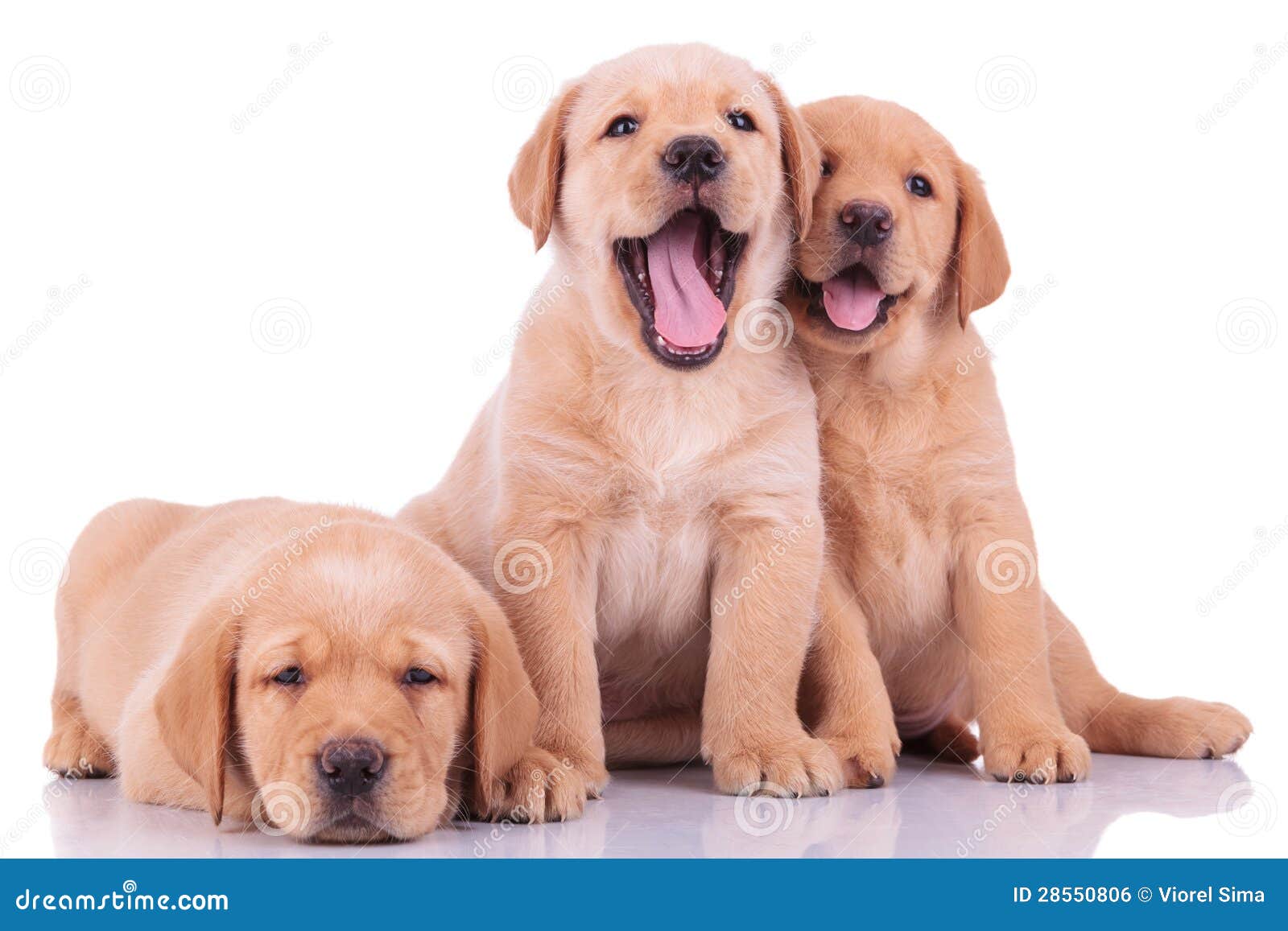 Three Labrador Puppies Royalty-Free Stock Photo | CartoonDealer.com ...