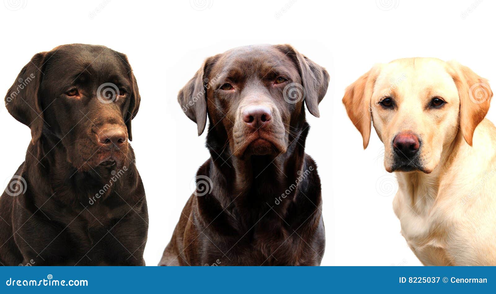 Three labrador retrievers stock image. Image of adorable - 8225037