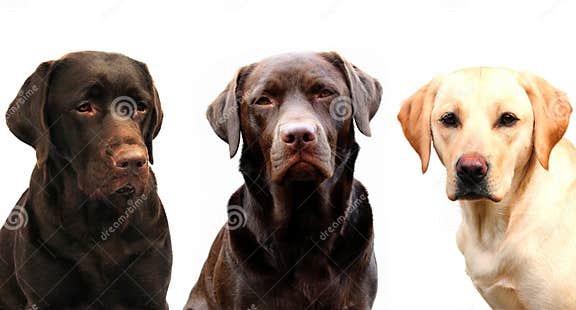 Three labrador retrievers stock image. Image of adorable - 8225037