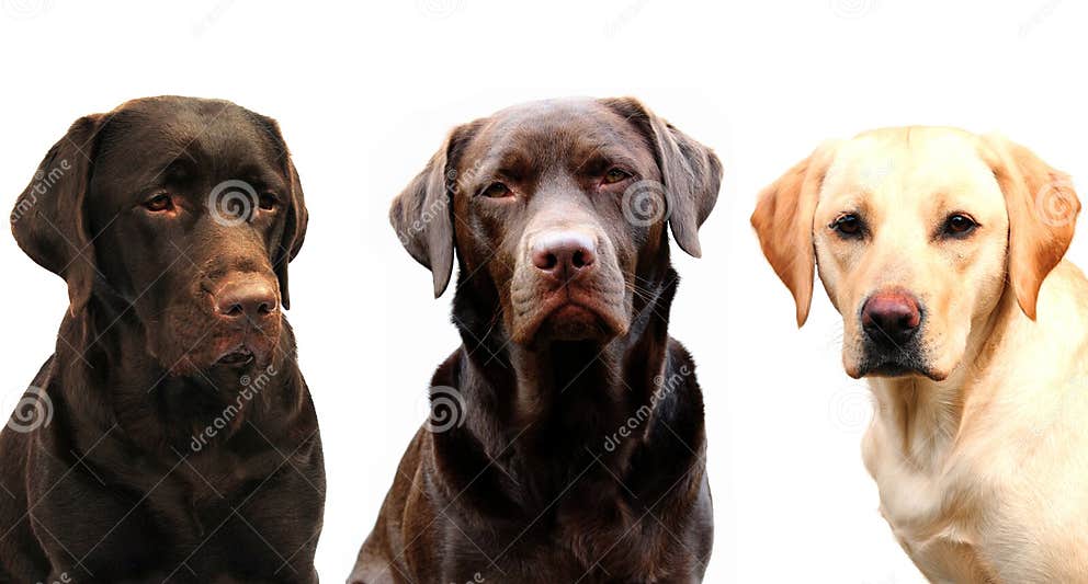 Three labrador retrievers stock image. Image of adorable - 8225037