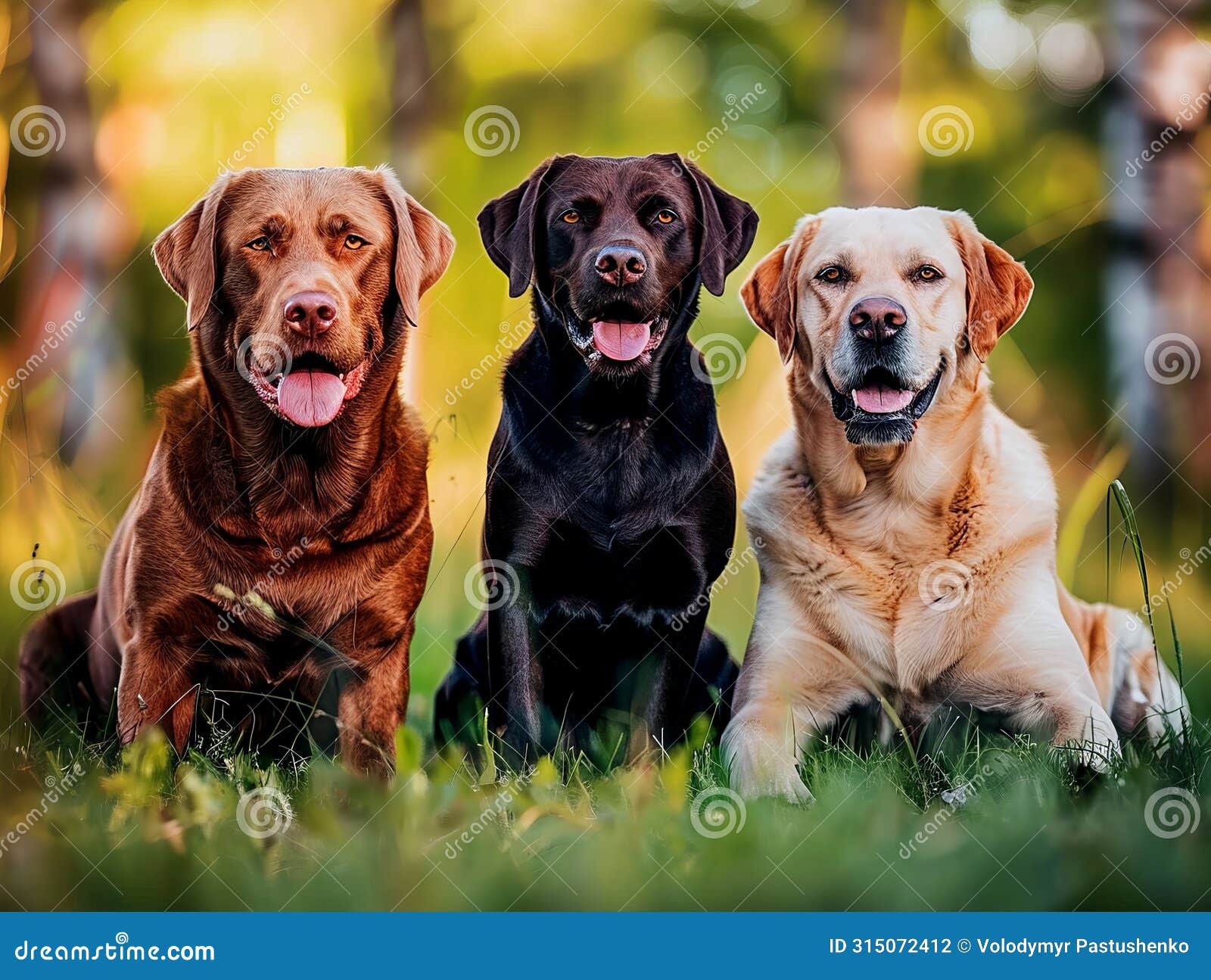 Three Labrador Retrievers Sitting in the Grass Stock Photo - Image of ...